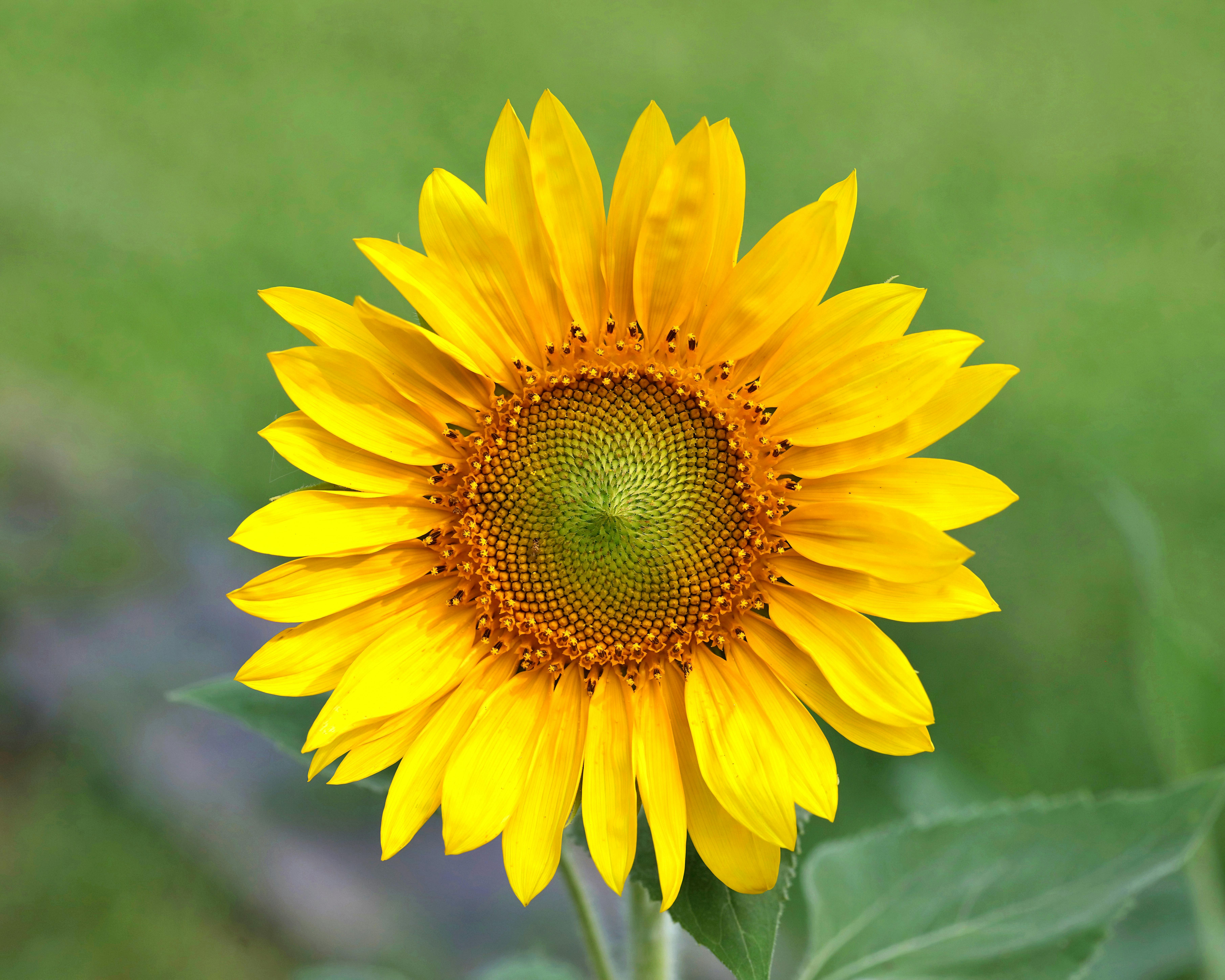 Isolated Pattern Photos, Download The BEST Free Isolated Pattern Stock ...