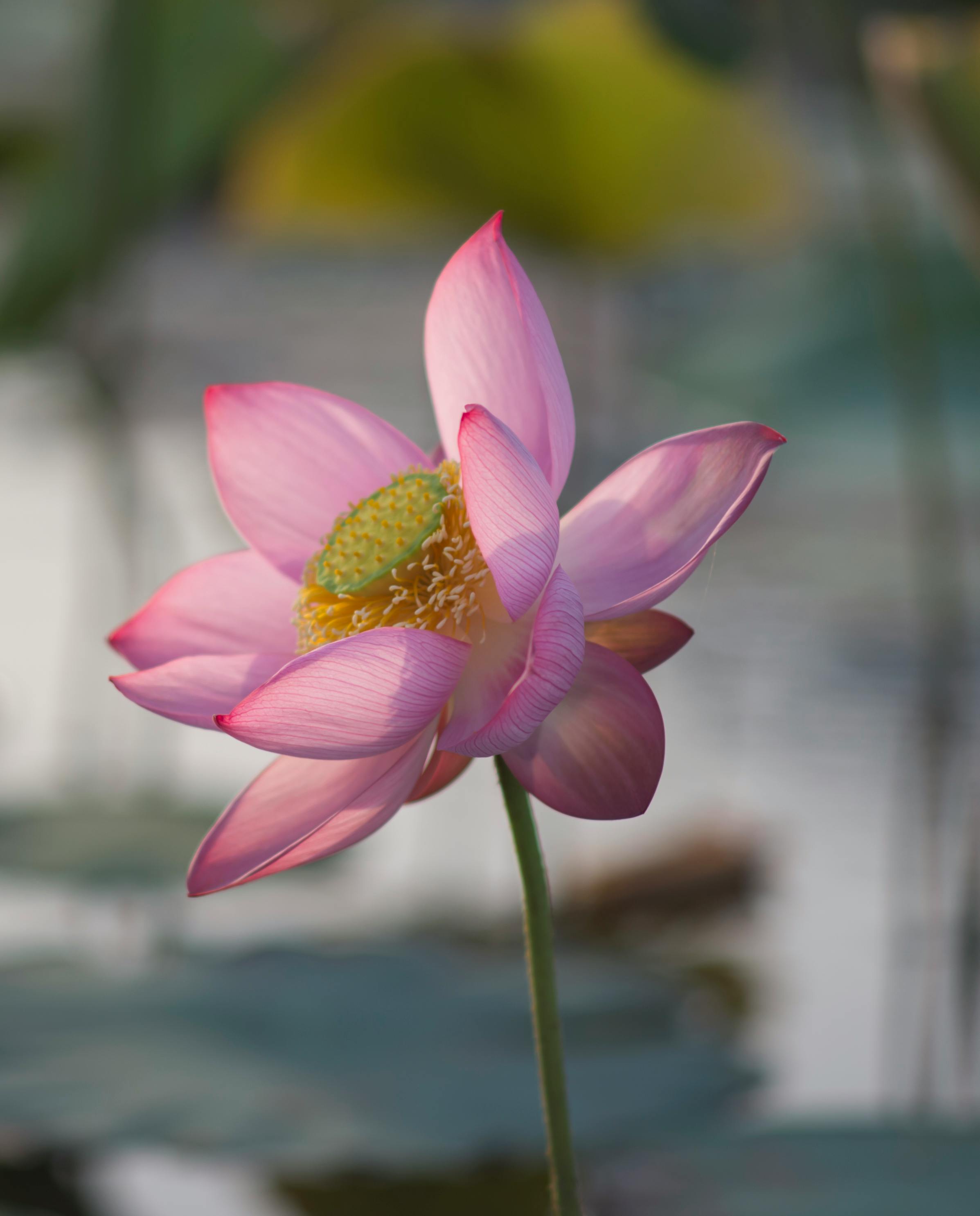 Elegant Pink Lotus Flower in Bloom on Water · Free Stock Photo