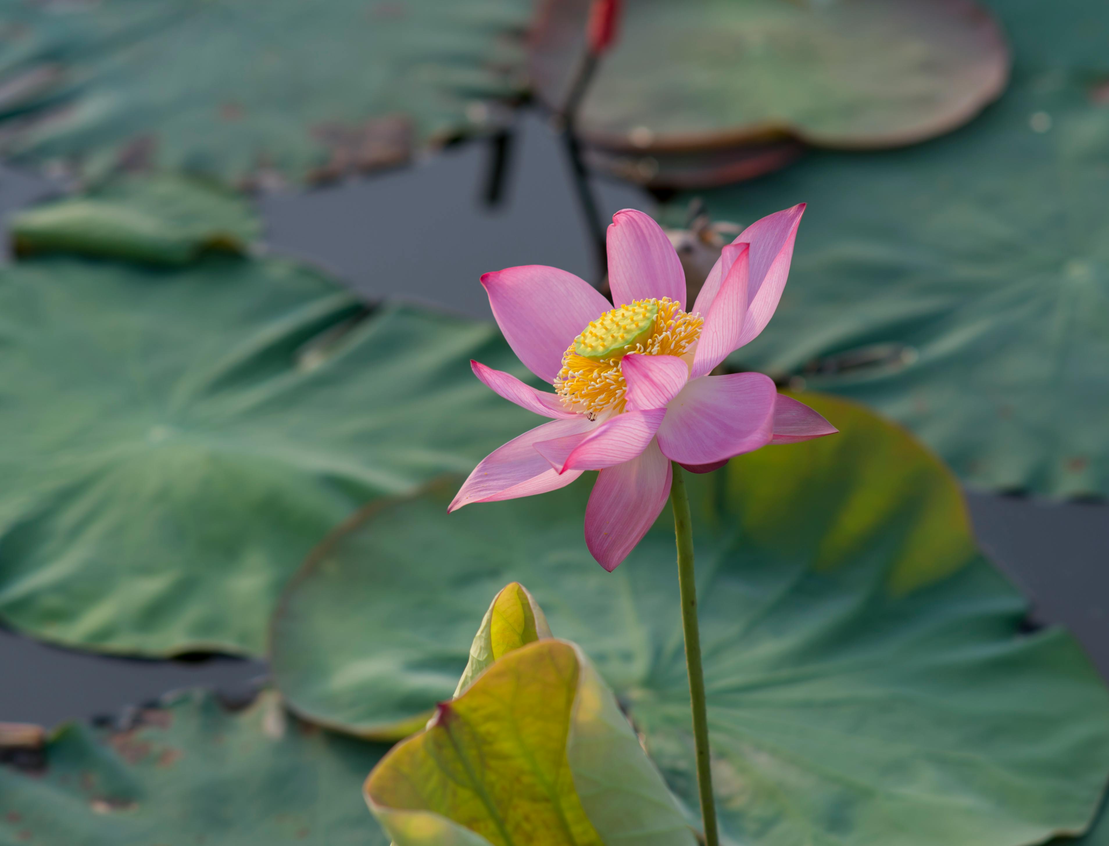 Beautiful Pink Lotus Flower in Tranquil Pond · Free Stock Photo