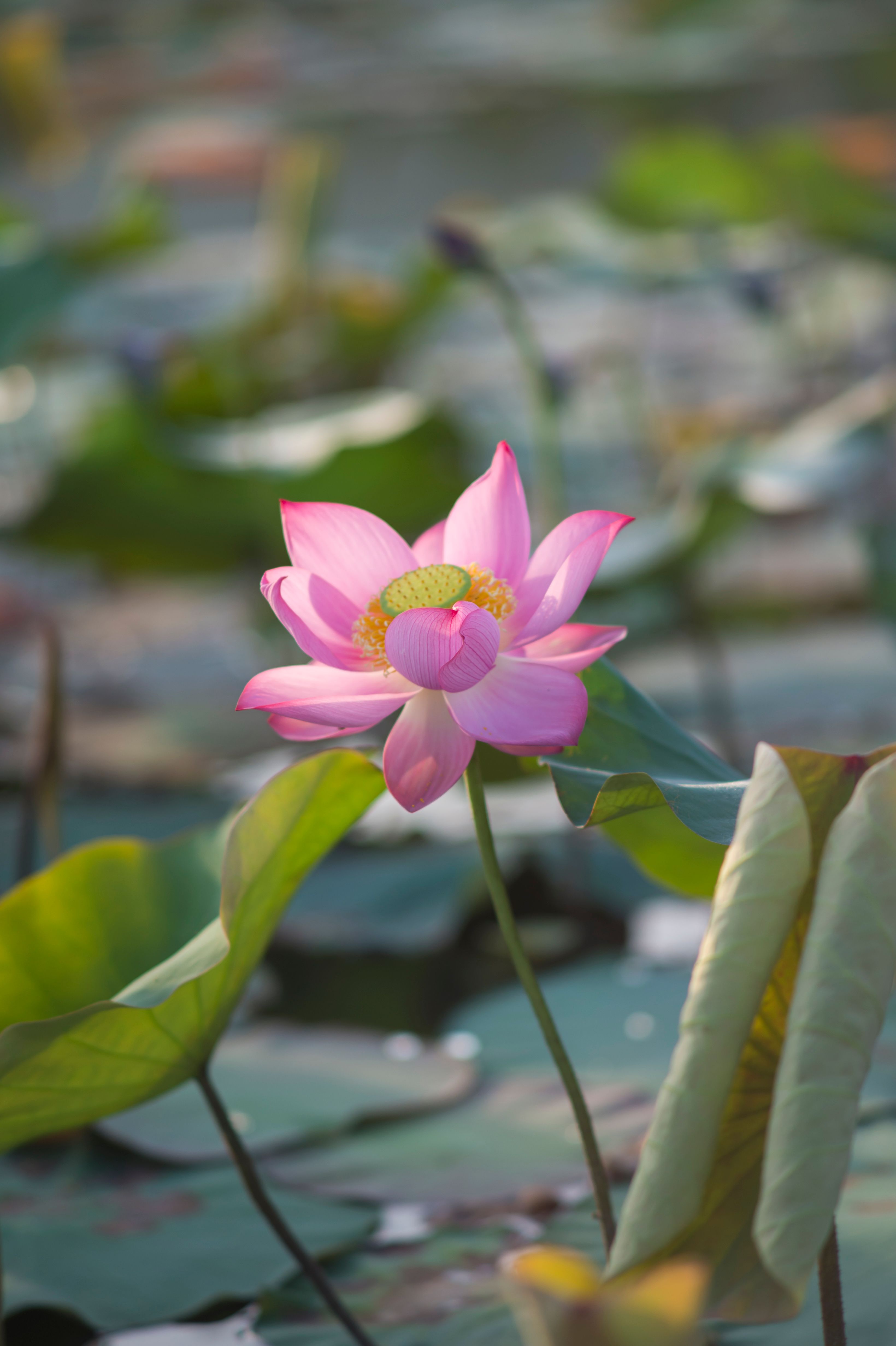 Vibrant Pink Lotus Flower in Serene Pond · Free Stock Photo