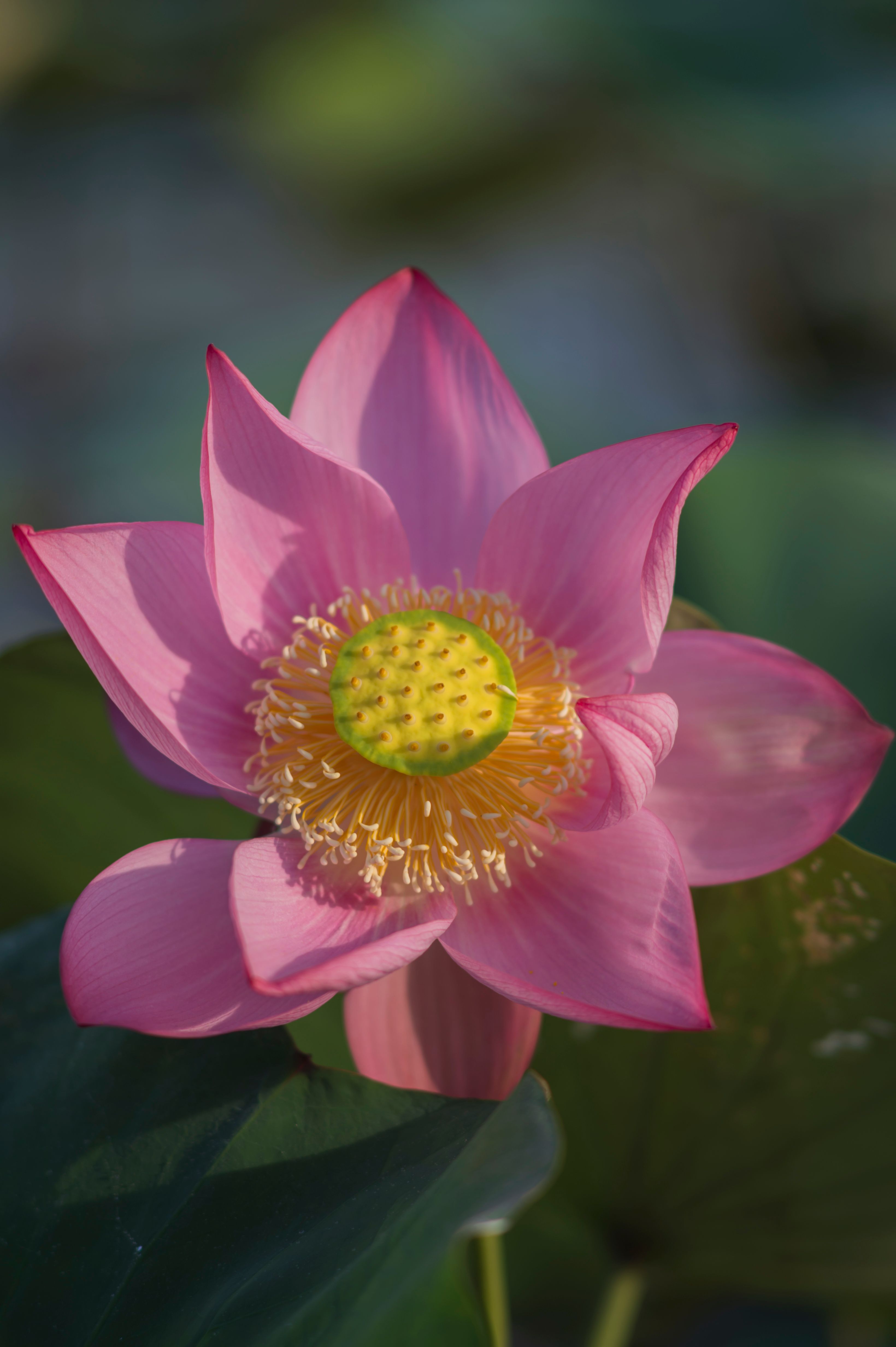 Vibrant Pink Lotus Bloom in Natural Setting · Free Stock Photo