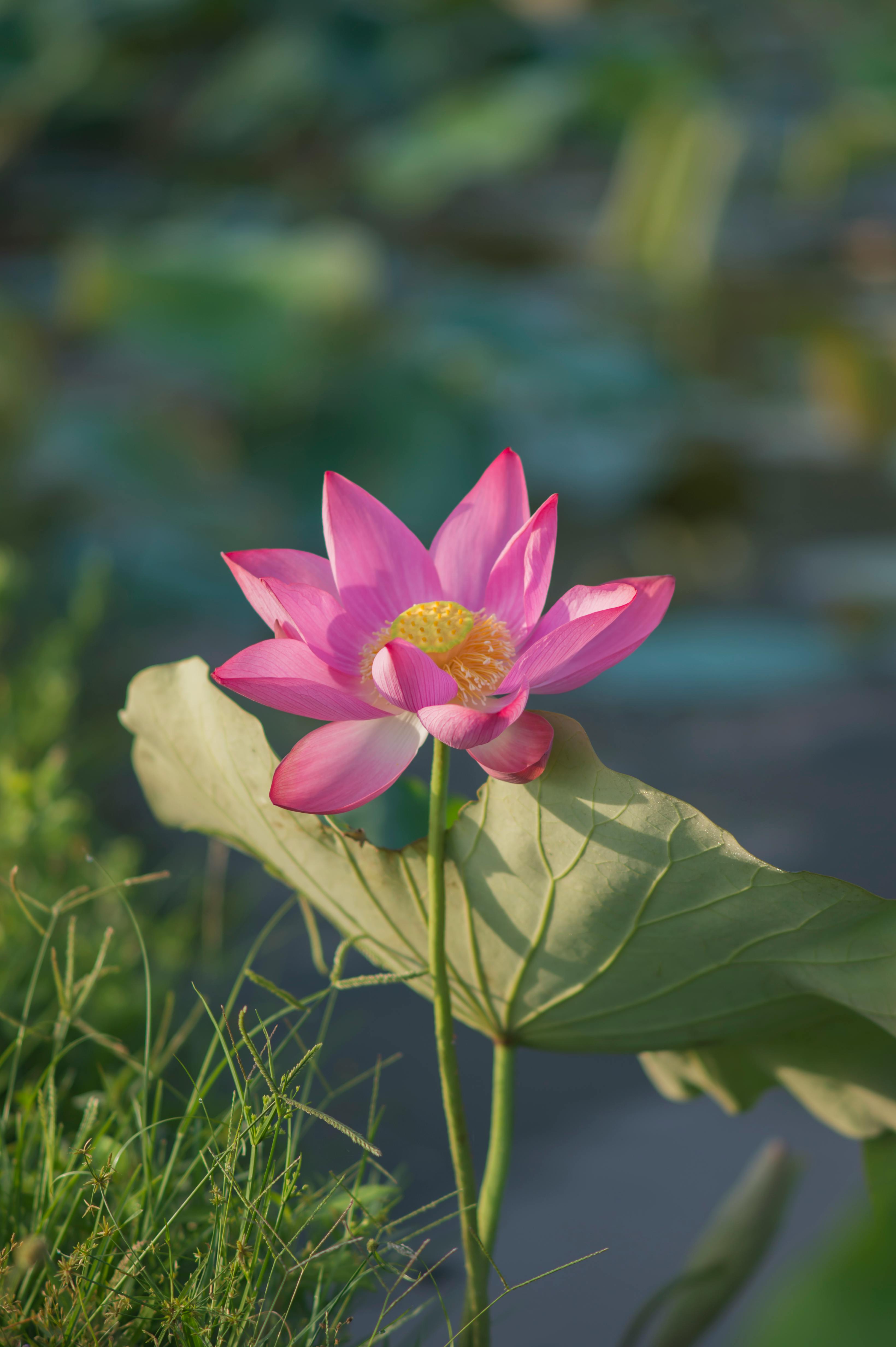 Vibrant Pink Lotus Bloom in Natural Habitat · Free Stock Photo
