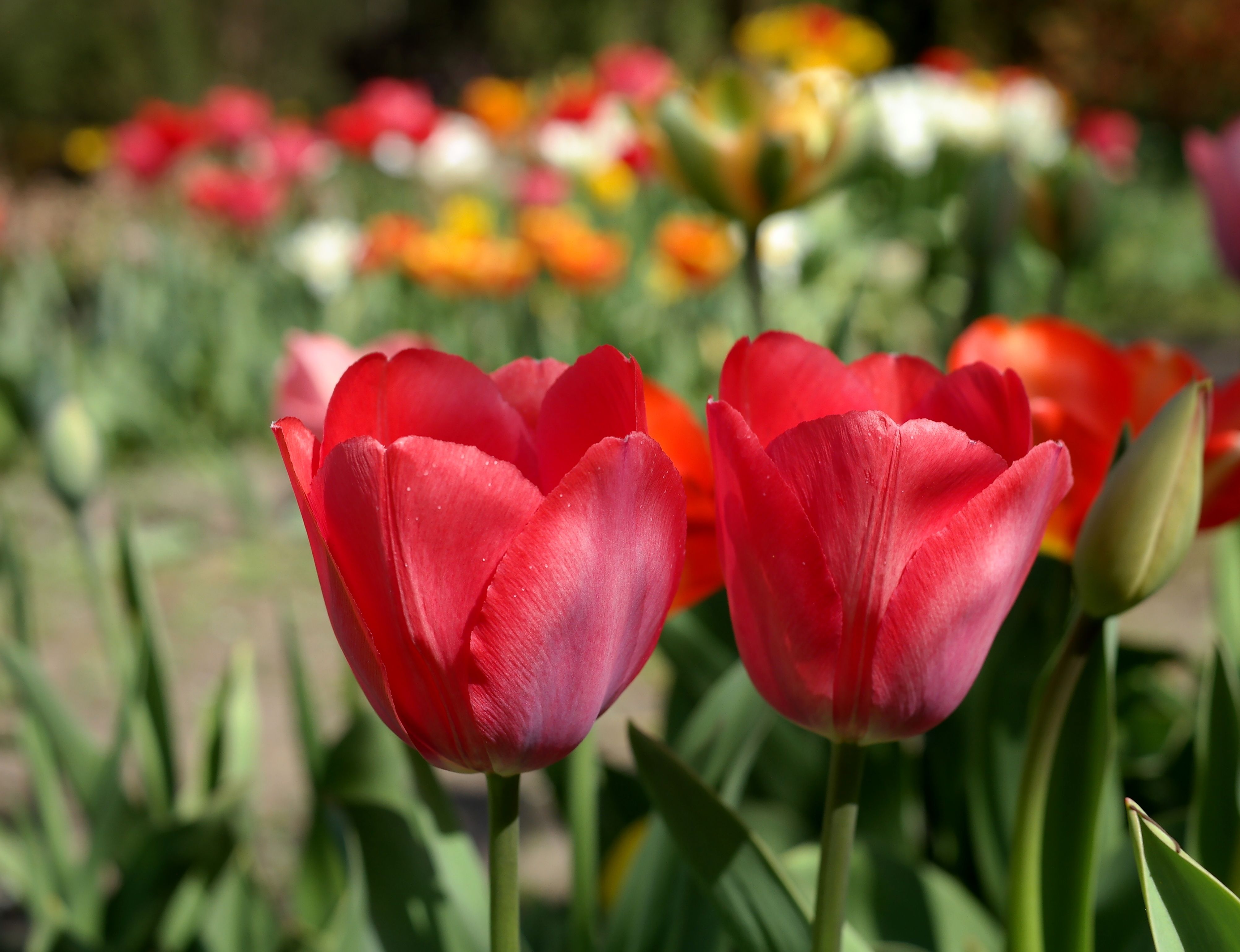 Spring Garden Photos, Download The BEST Free Spring Garden Stock Photos ...
