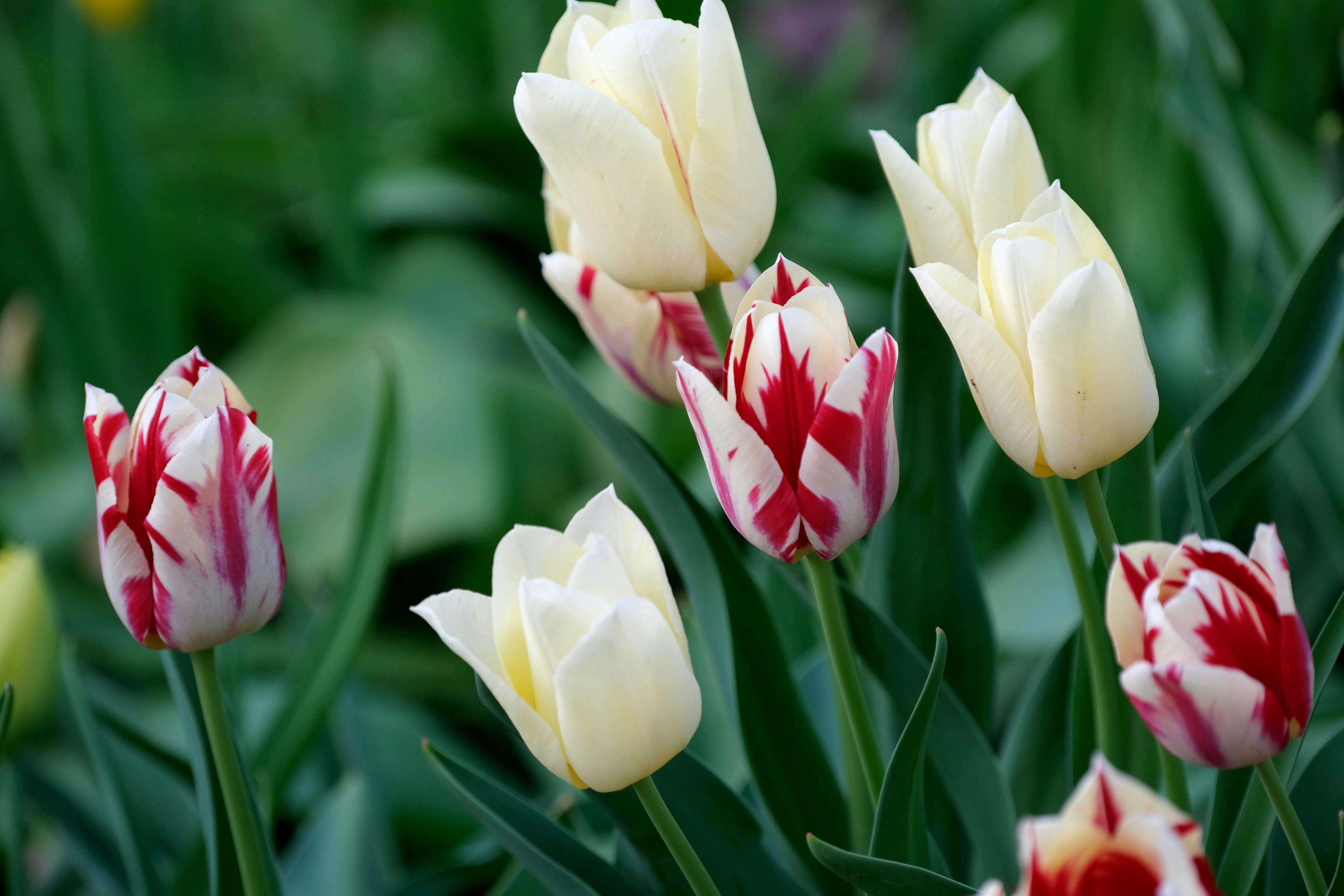 1584 X 396 Photos, Download The BEST Free 1584 X 396 Stock Photos & HD ...