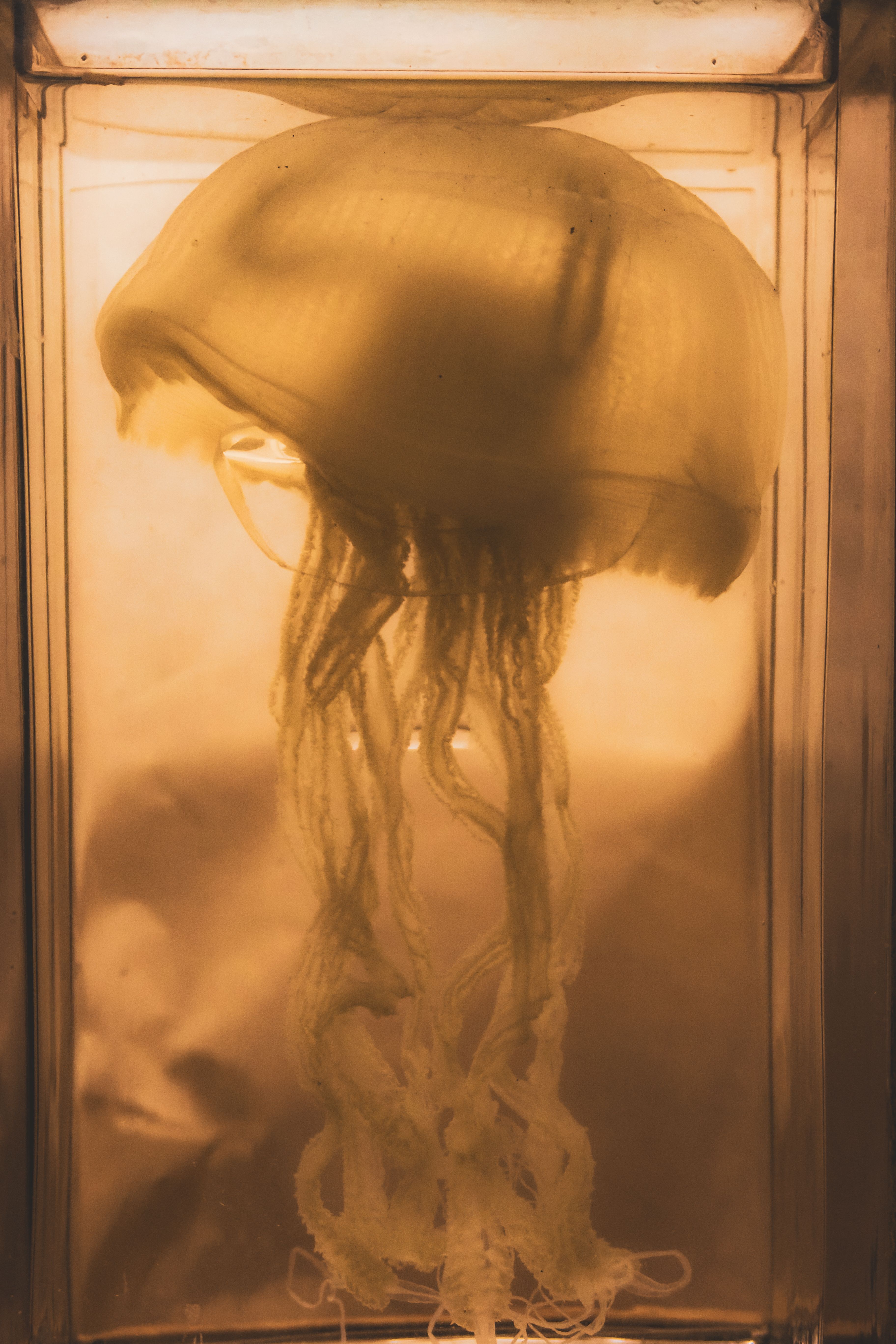 Jellyfish Photos Photos, Download The BEST Free Jellyfish Photos Stock ...