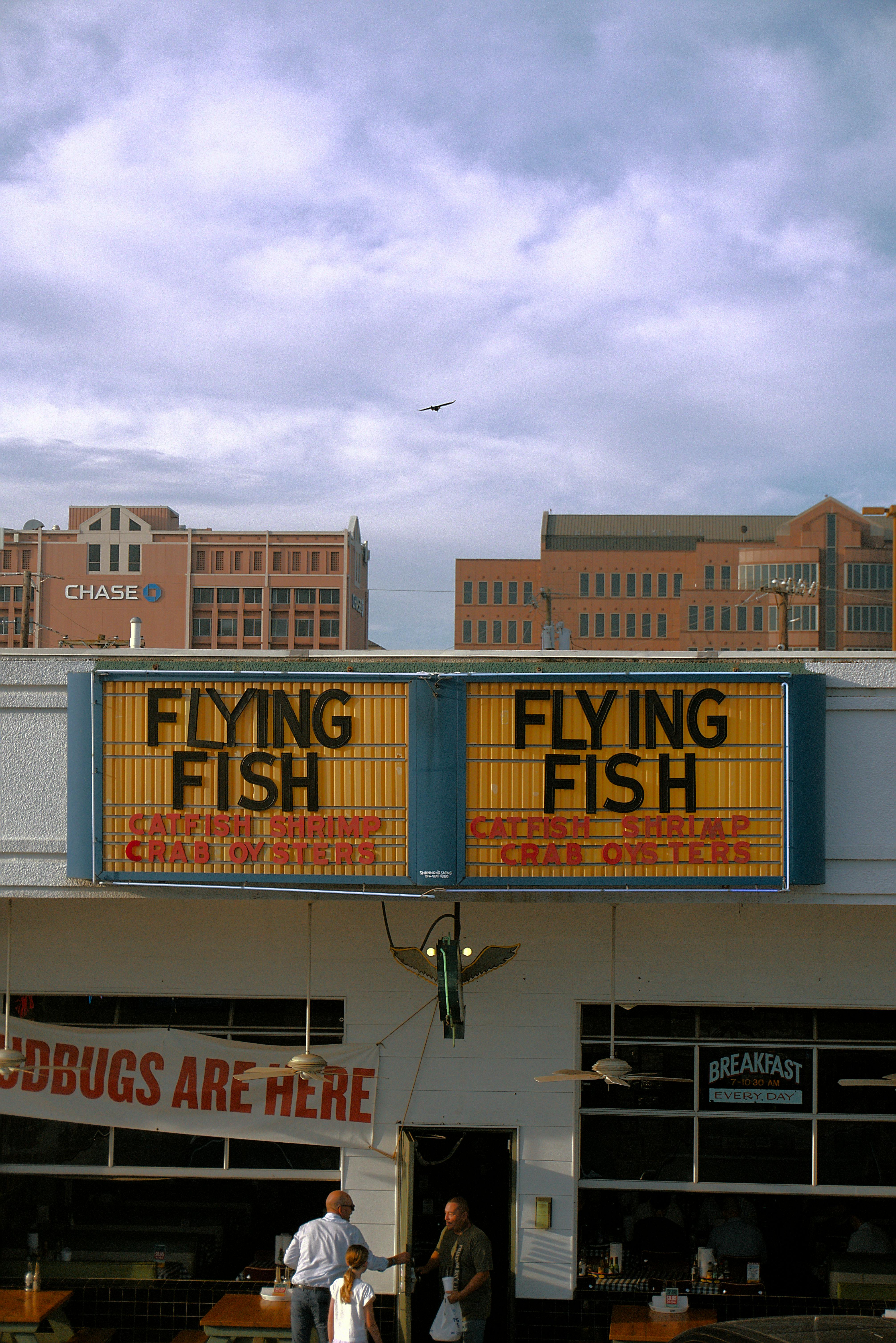 Flying Fish Photos, Download The BEST Free Flying Fish Stock Photos ...