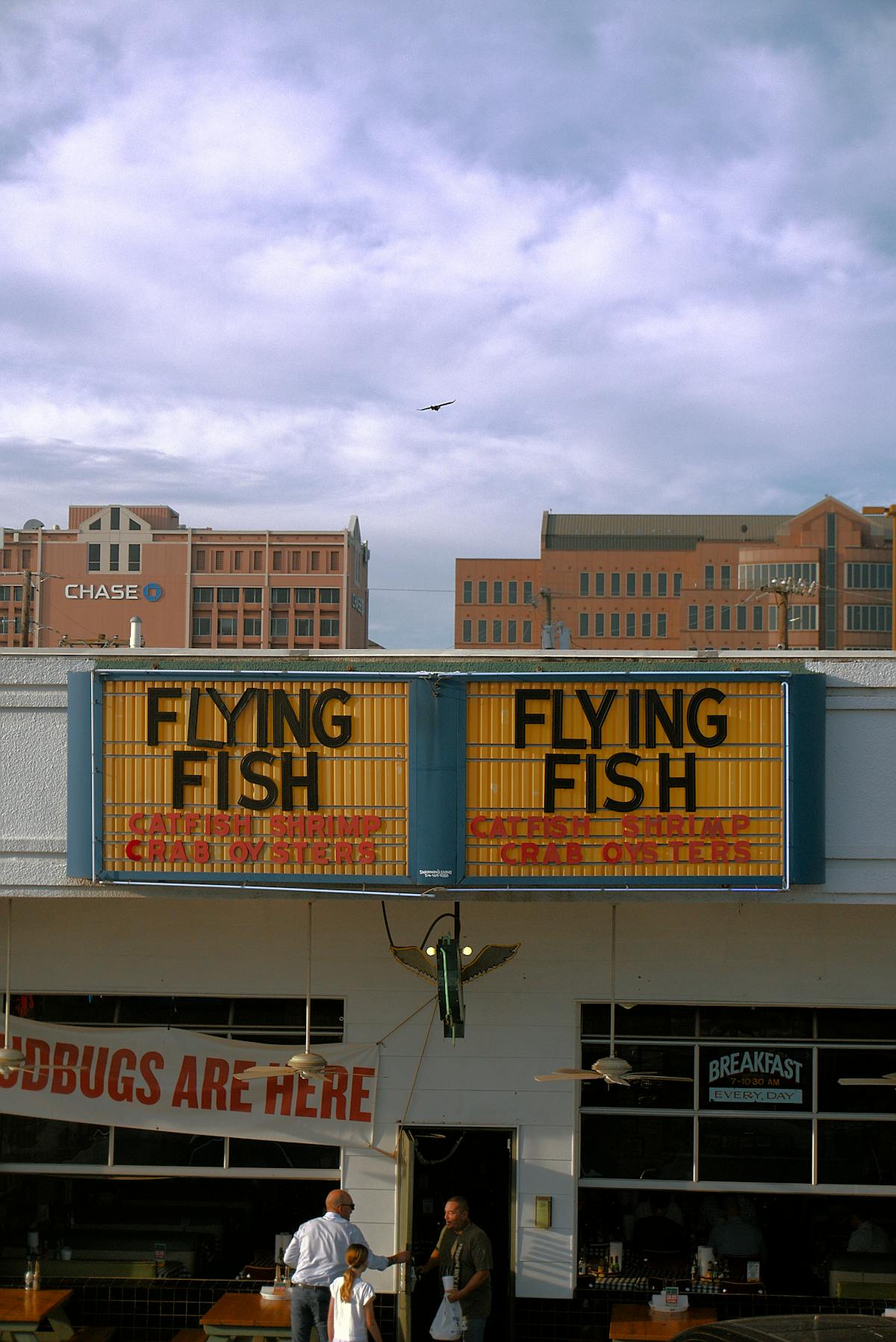 Flying Fish Photos, Download The BEST Free Flying Fish Stock Photos ...