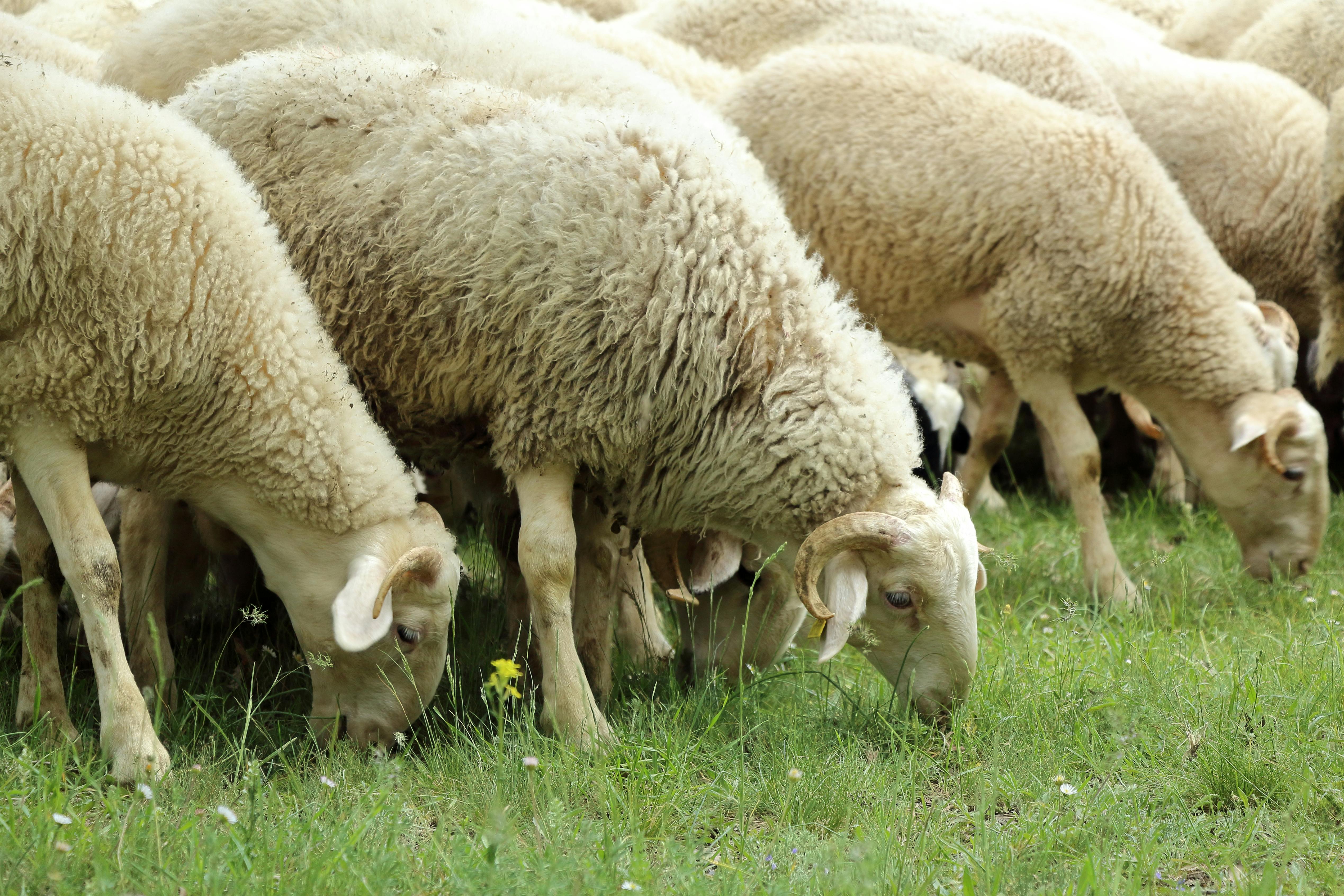 Ram Darbar Photos, Download The BEST Free Ram Darbar Stock Photos & HD ...