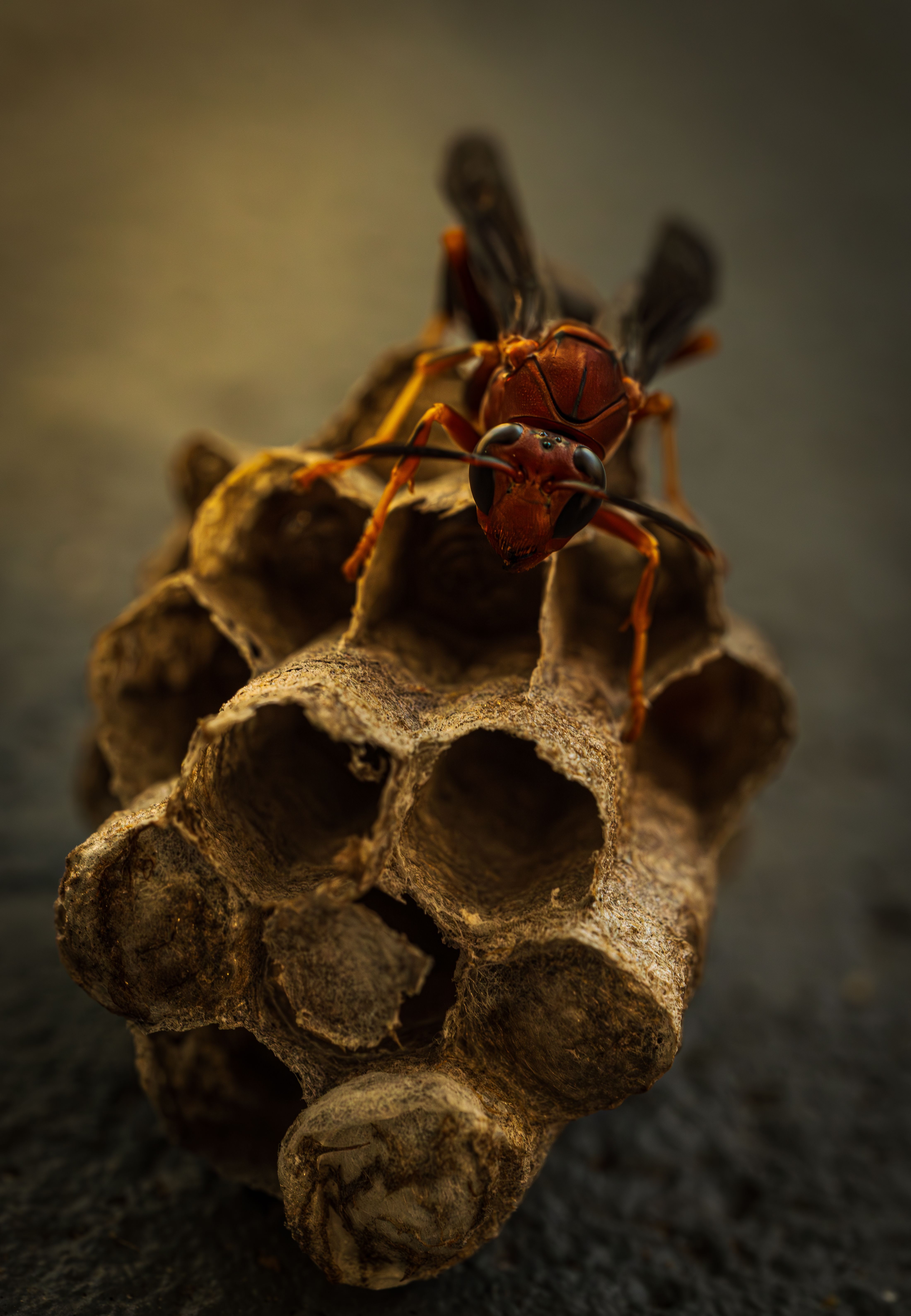 6.825+ Fotos y Imágenes de Hornet+vedmom Gratis · Banco de Fotos Gratis