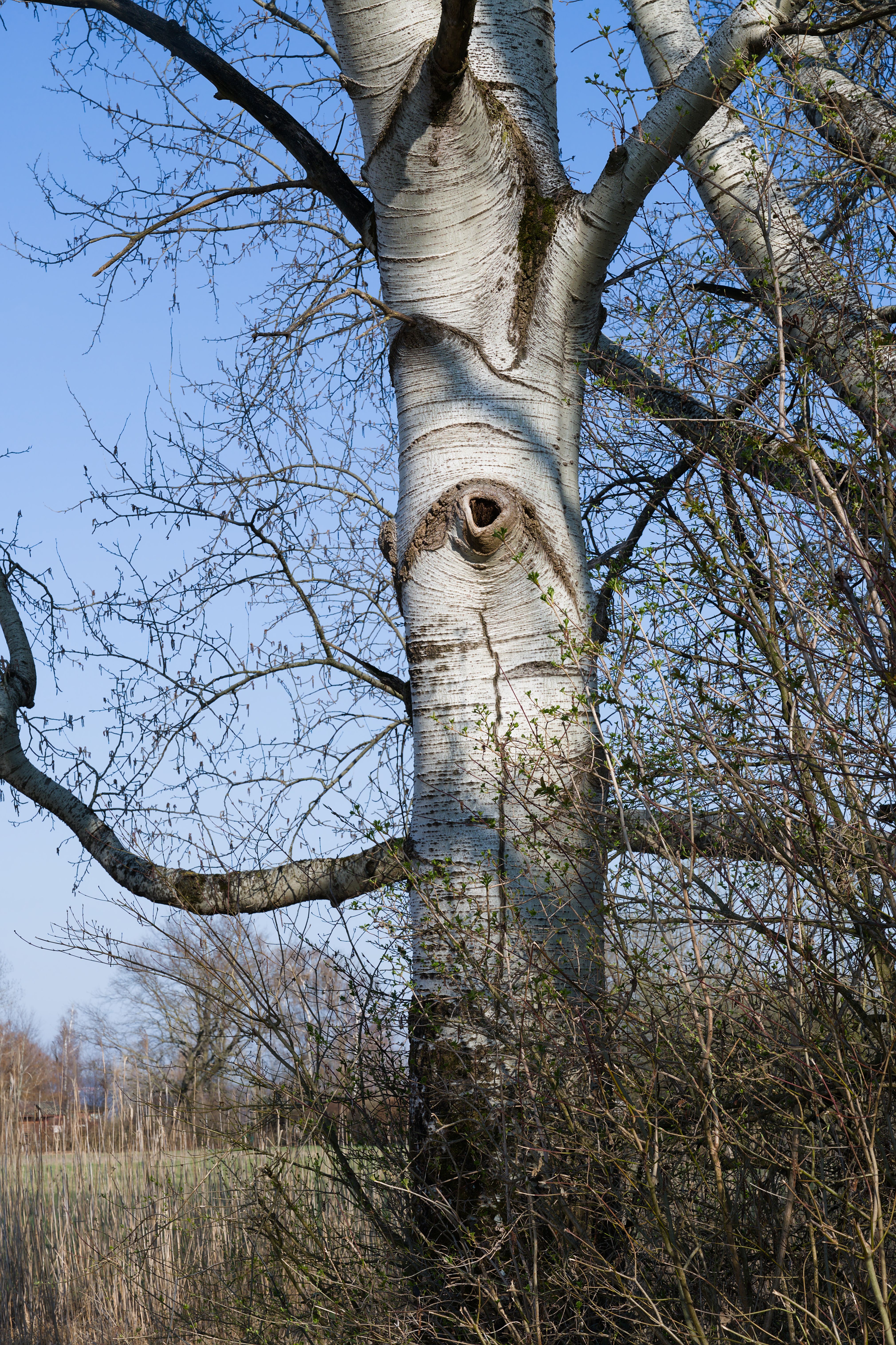 Serene Springtime Birch Tree Landscape Scene · Free Stock Photo