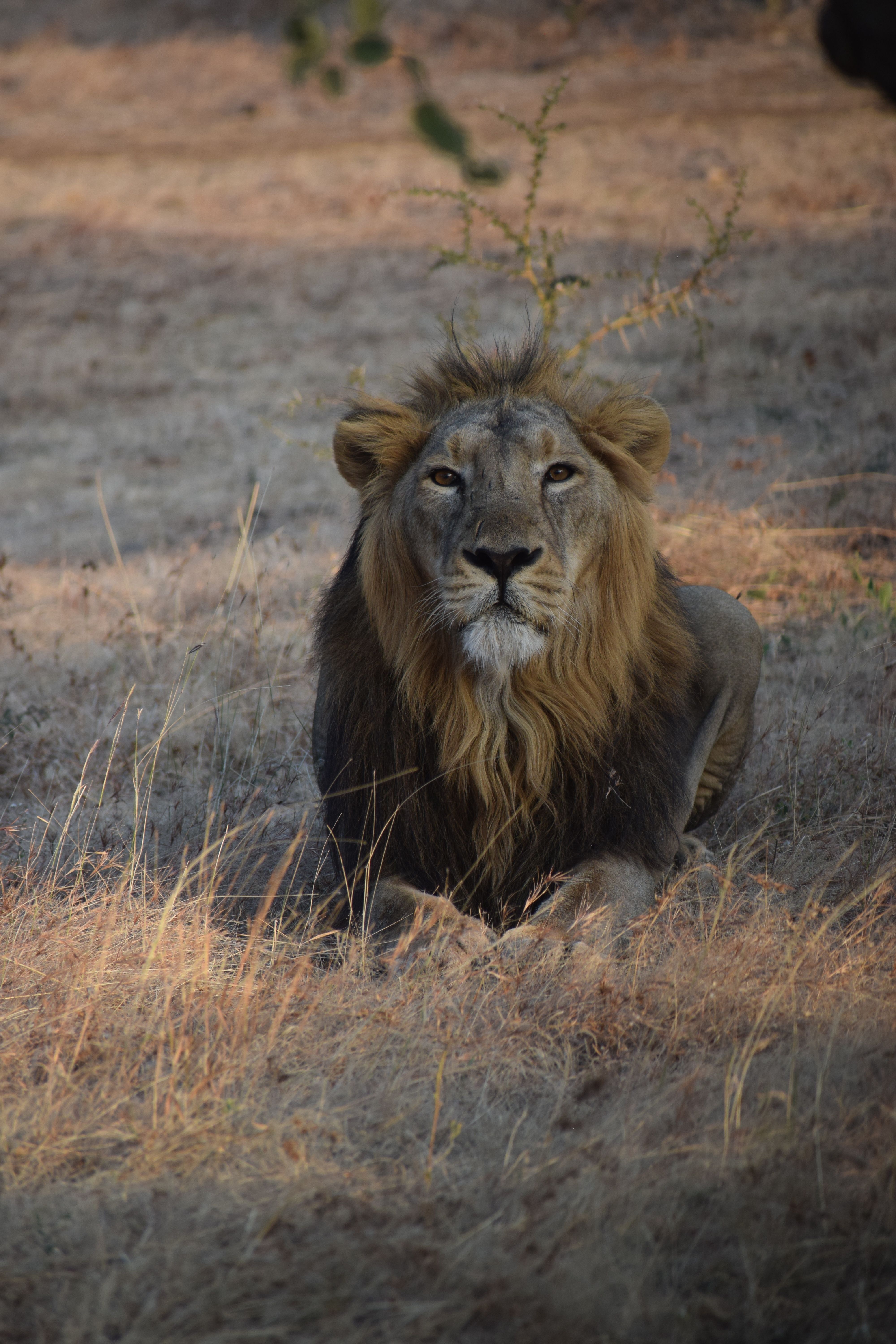 Majestic Asiatic Lion Resting in Natural Habitat · Free Stock Photo