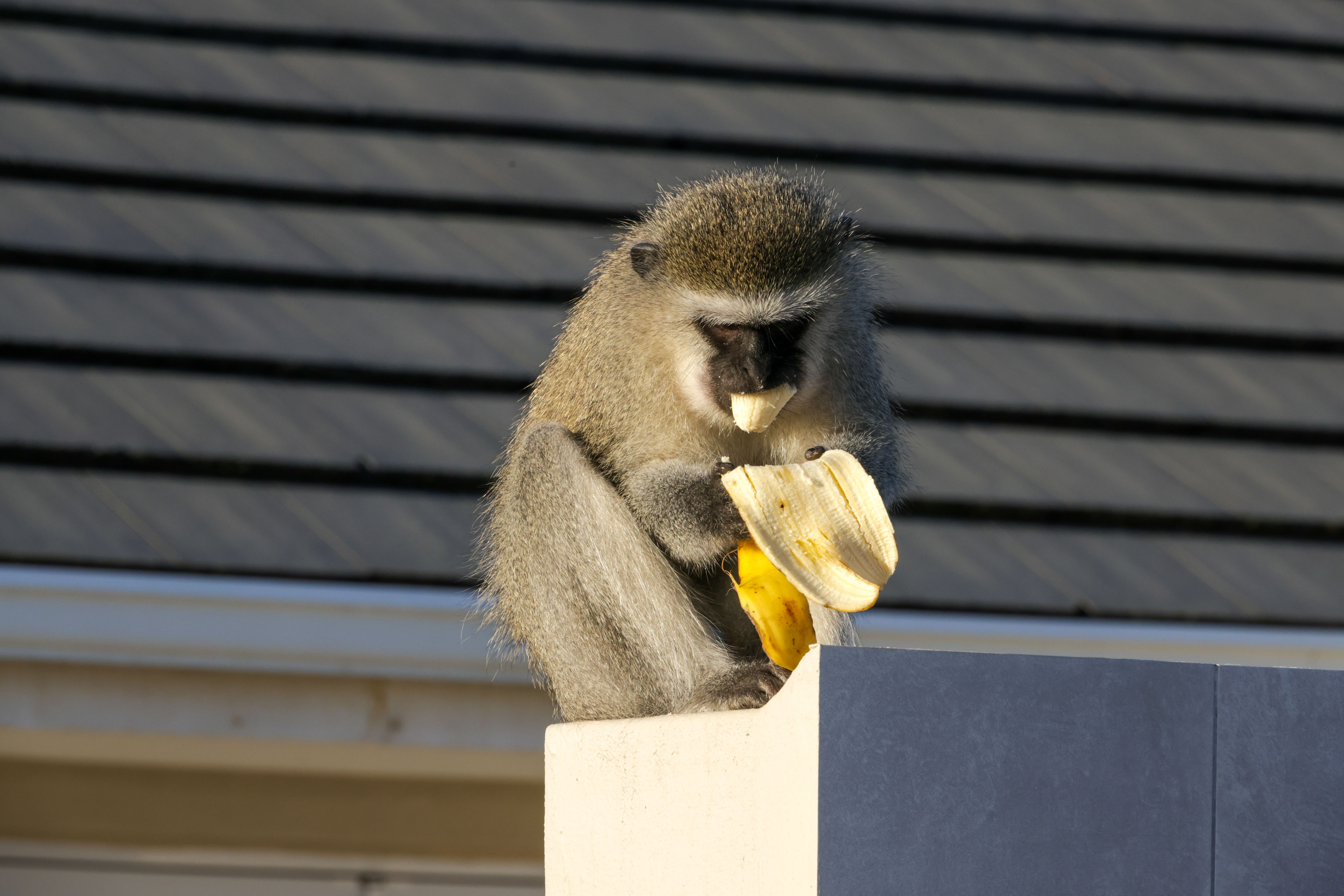 Respecting Animals Photos, Download The BEST Free Respecting Animals ...
