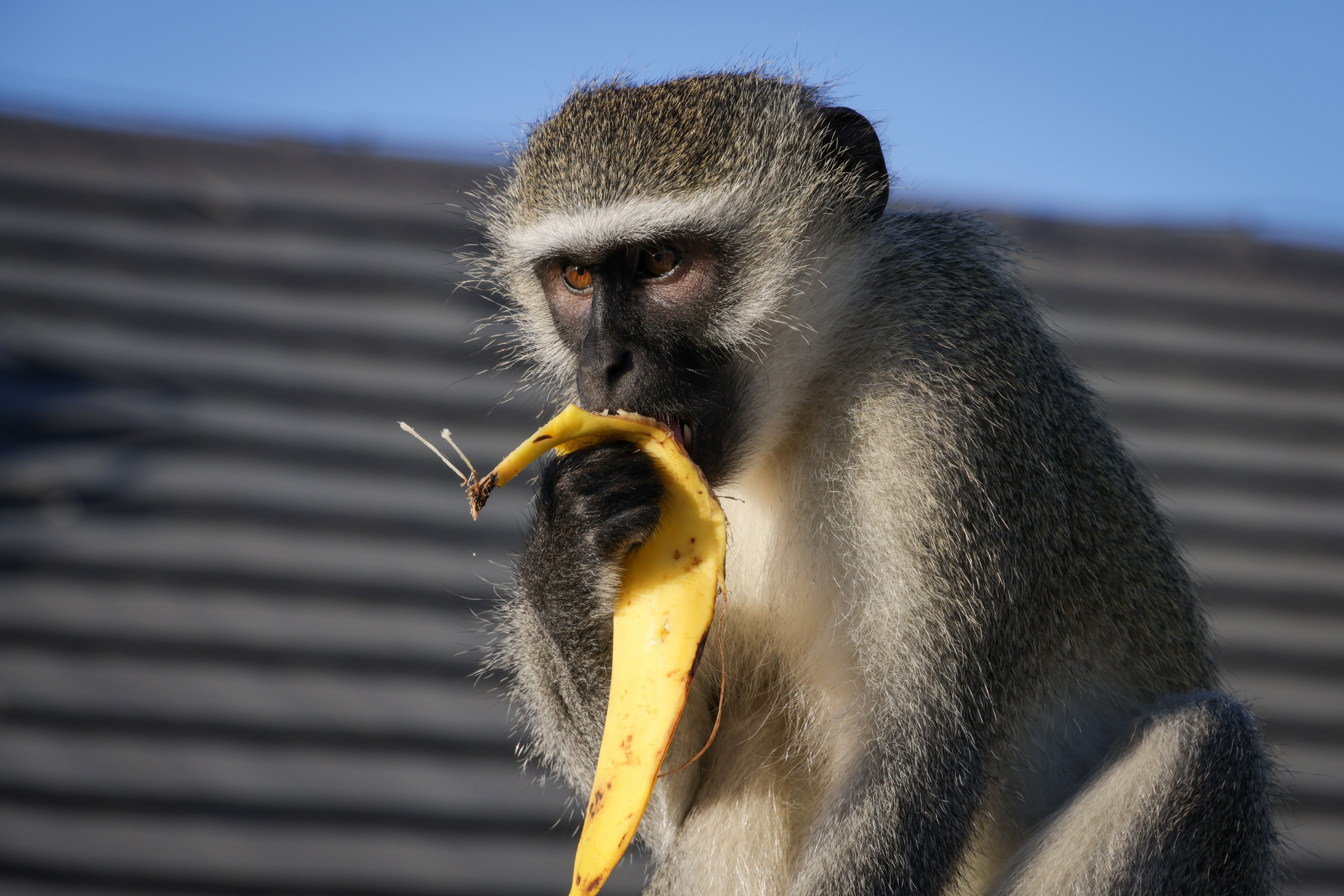 Mono Vervet Comiendo Una Cáscara De Plátano Al Aire Libre · Foto de ...