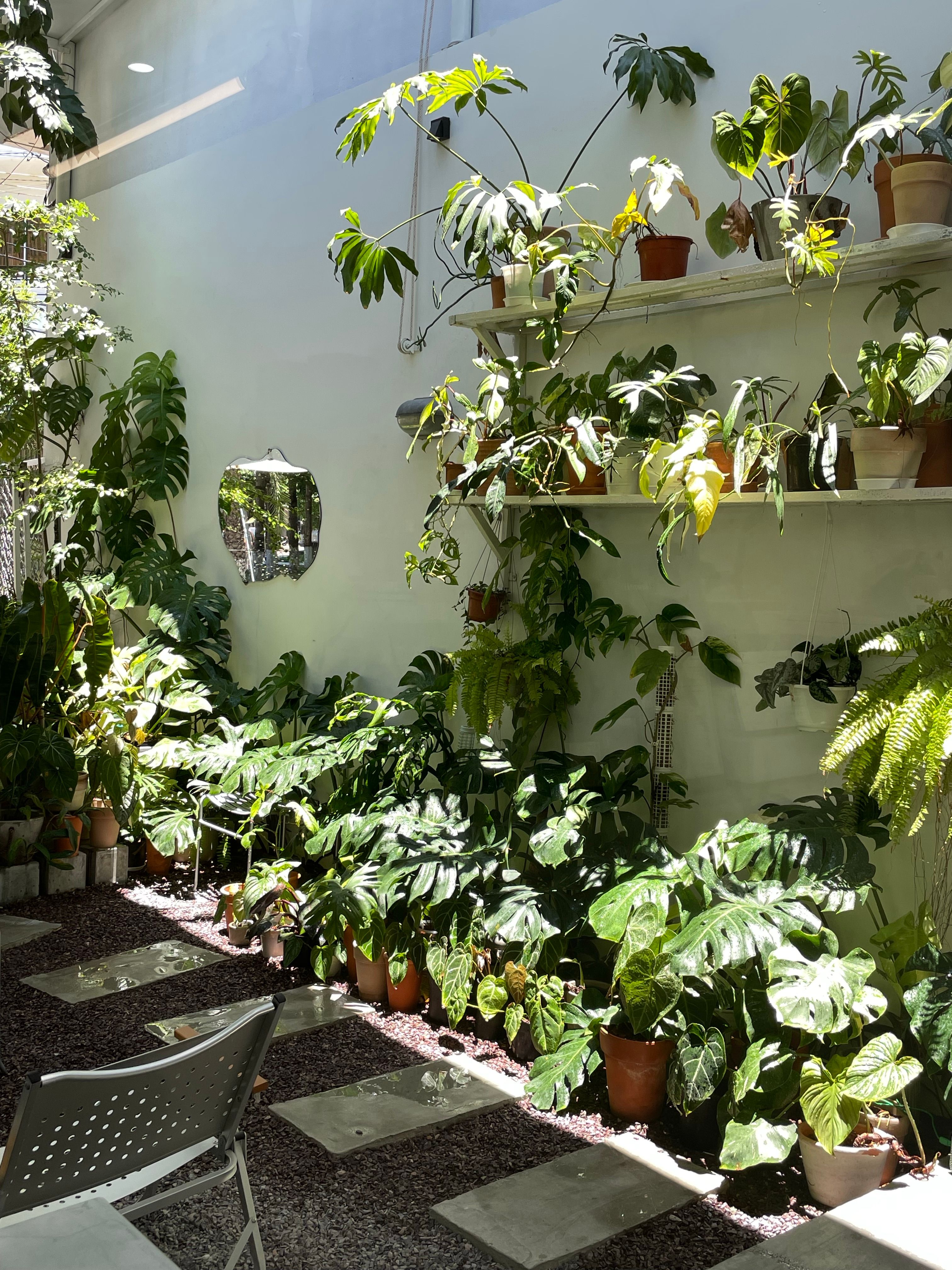 Indoor Urban Garden with Diverse Potted Plants · Free Stock Photo