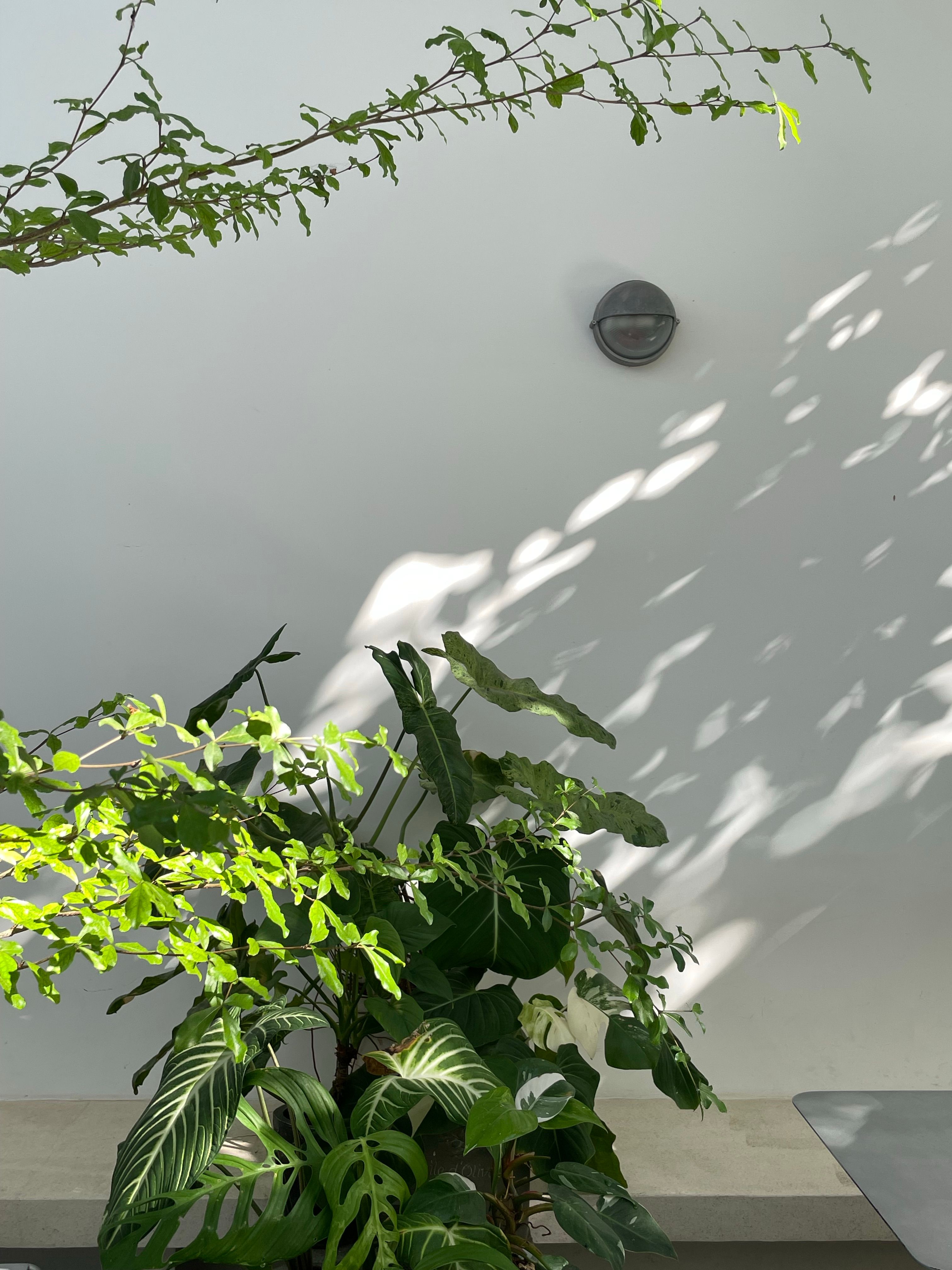 Indoor Plant with Sunlit Shadows on Wall · Free Stock Photo