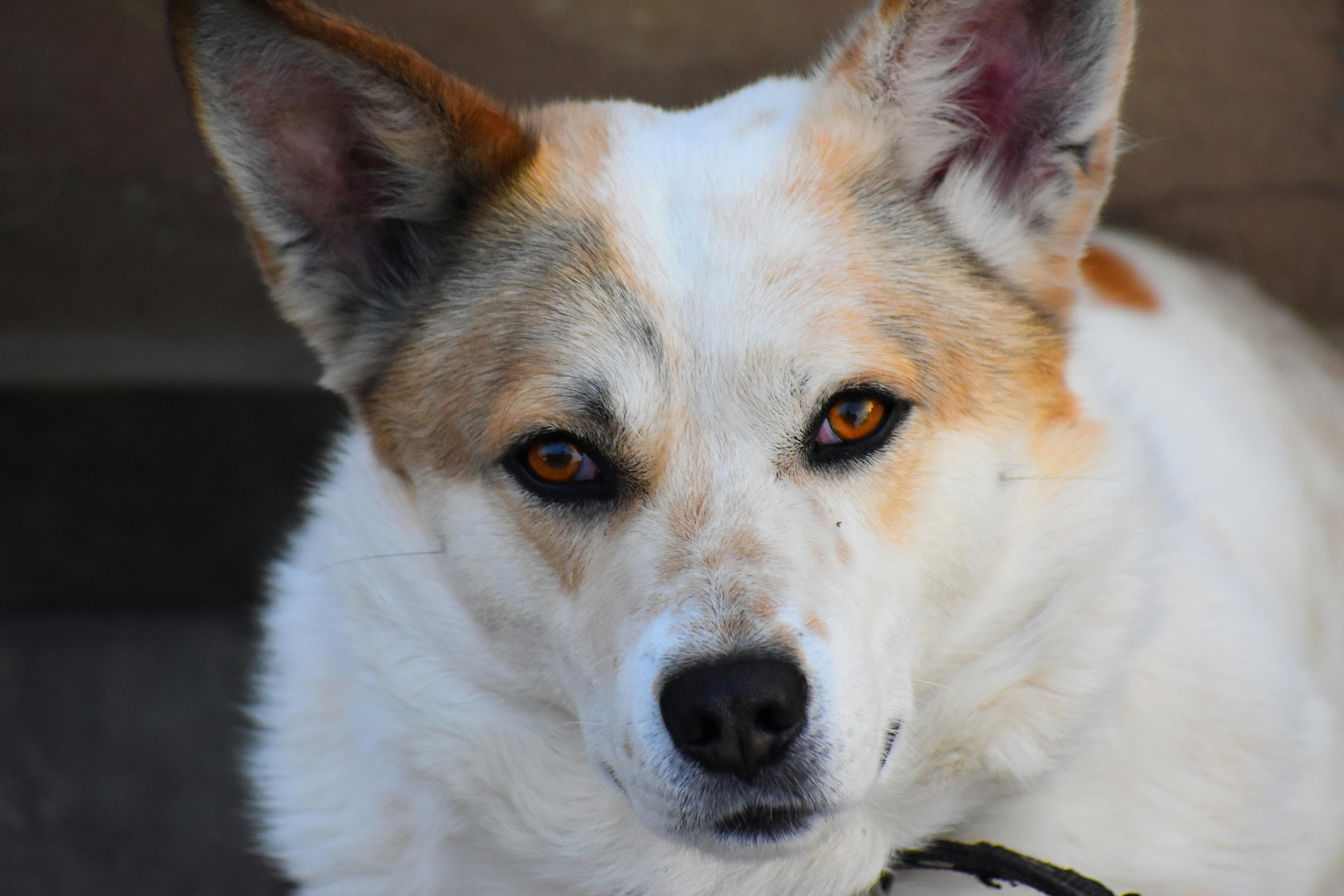 Loyalty Photos, Download The BEST Free Loyalty Stock Photos & HD Images