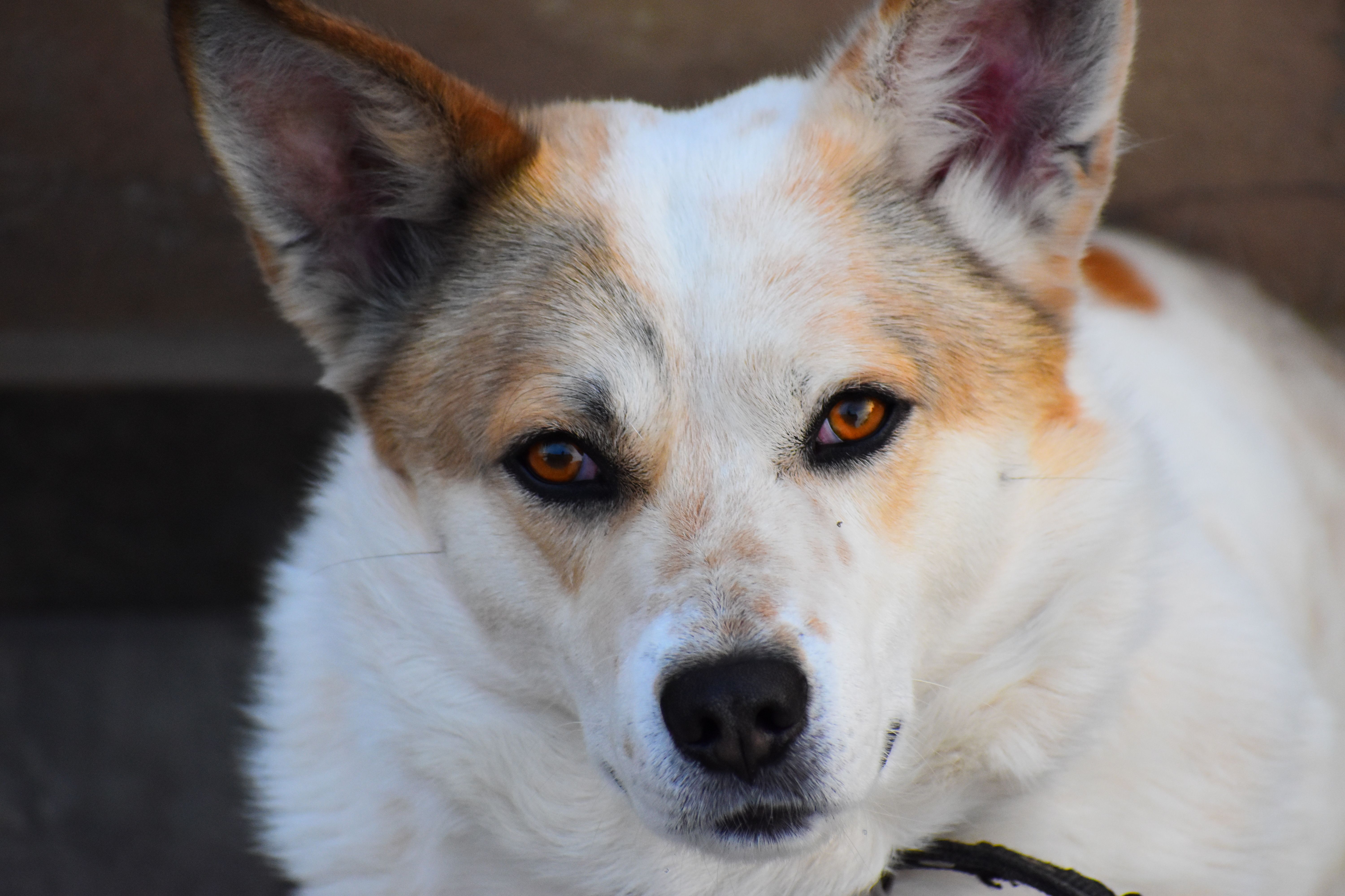 Close-up Portrait of an Alert Mixed Breed Dog · Free Stock Photo