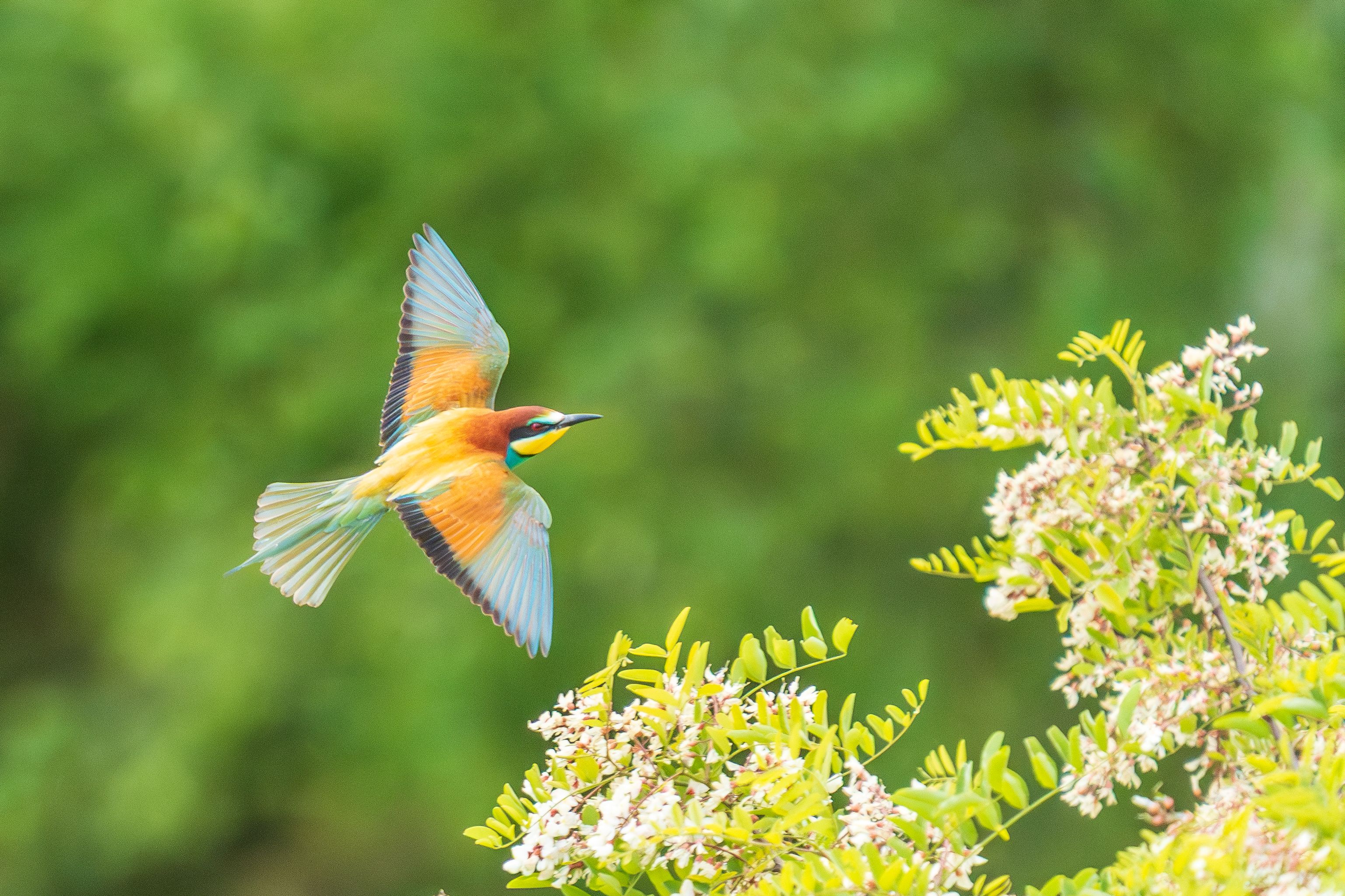 Colorful European Bee-eater in Mid-flight · Free Stock Photo
