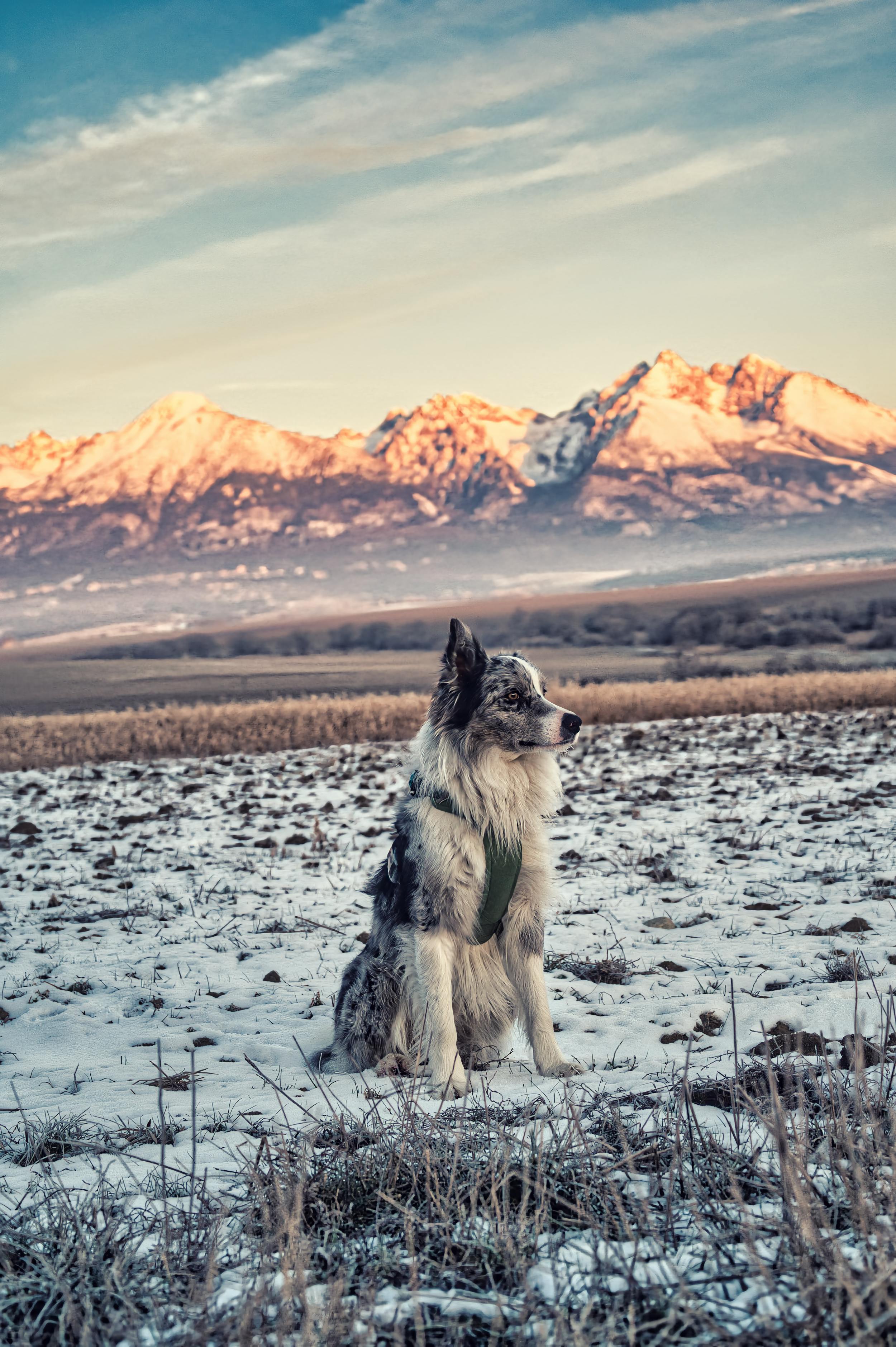 Majestic Border Collie in Snowy Slovak Landscape · Free Stock Photo