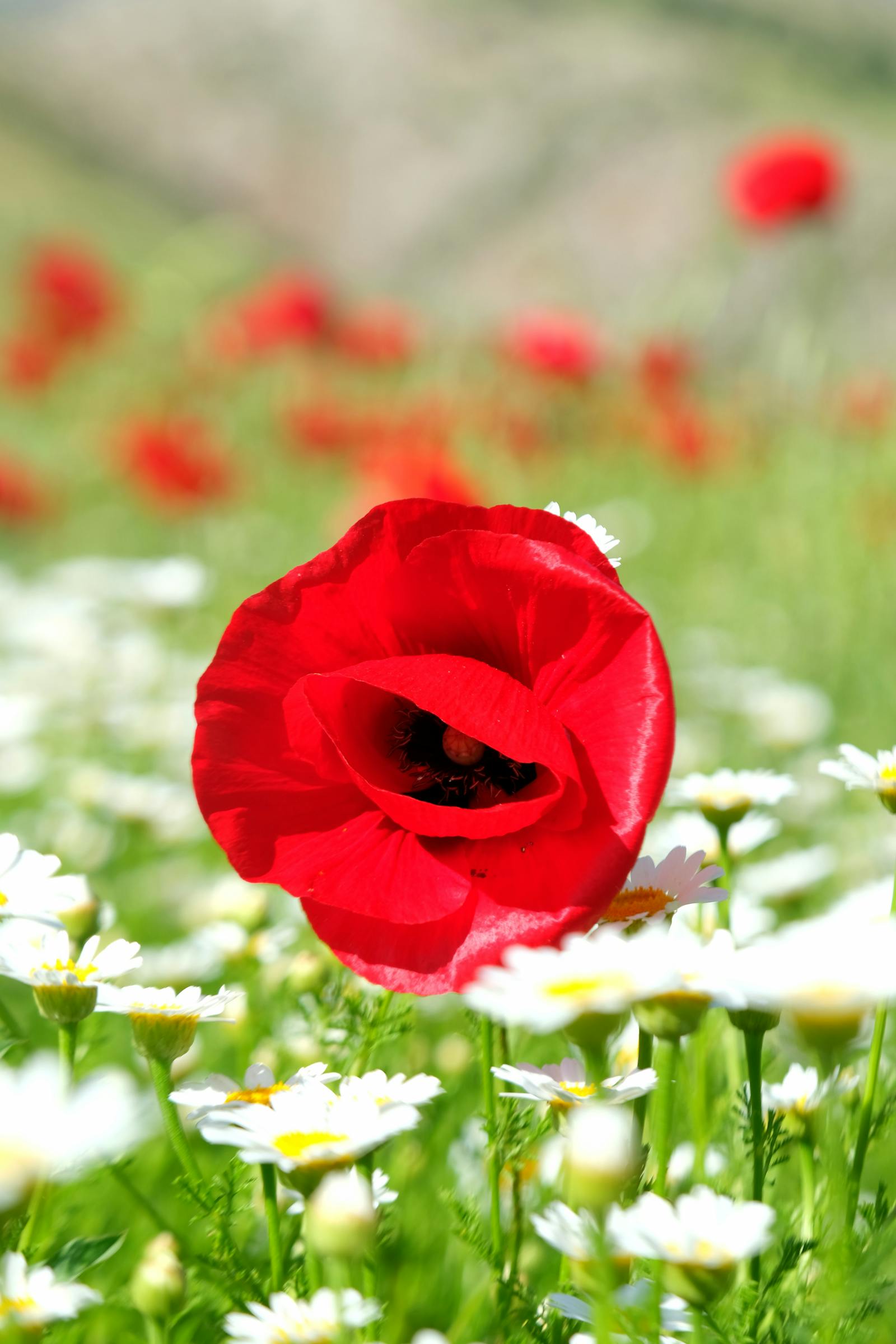 Color: Red Photos, Download The BEST Free Color: Red Stock Photos & HD ...