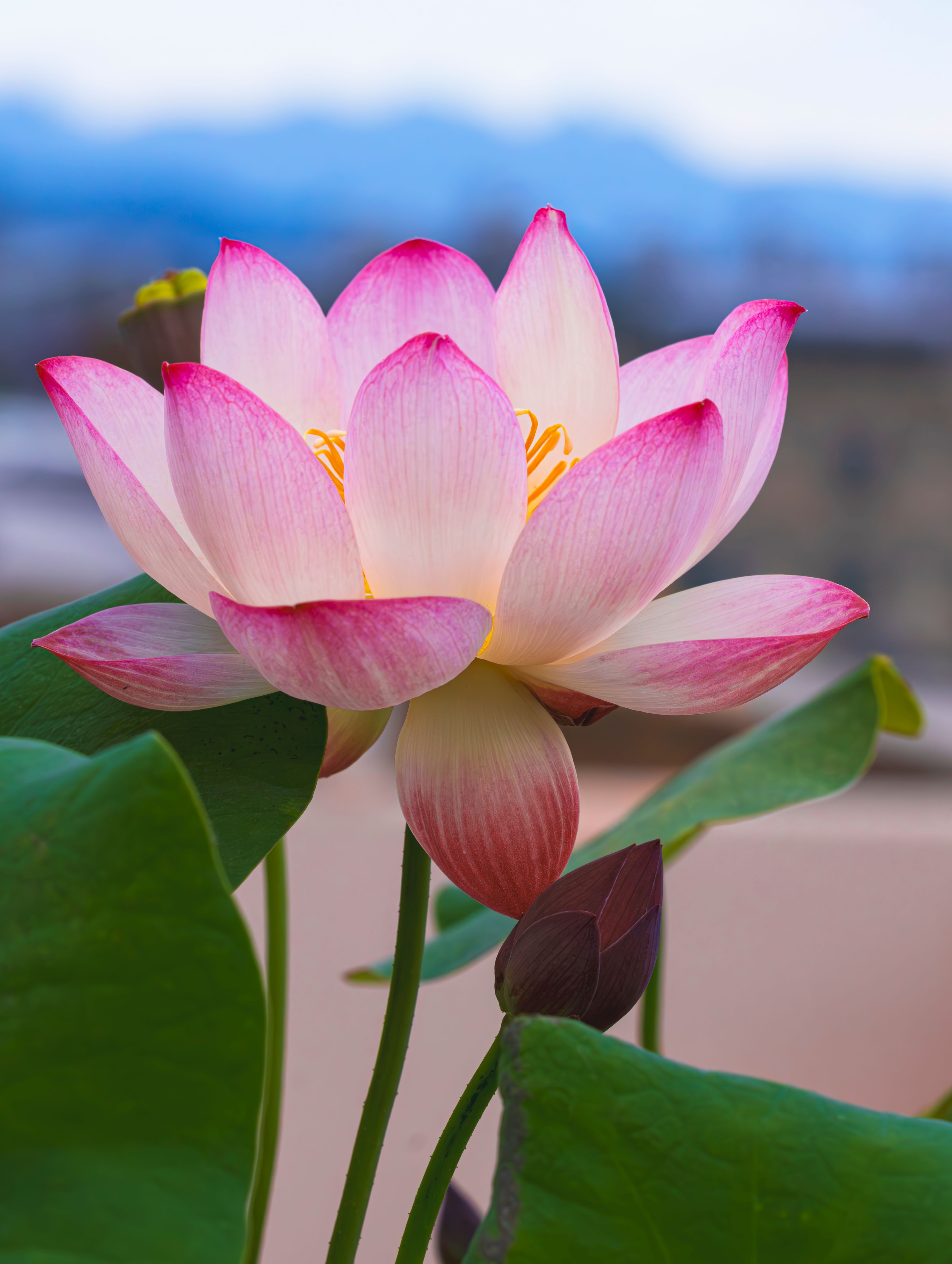 Elegant Pink Lotus Flower in Bloom Outdoors · Free Stock Photo