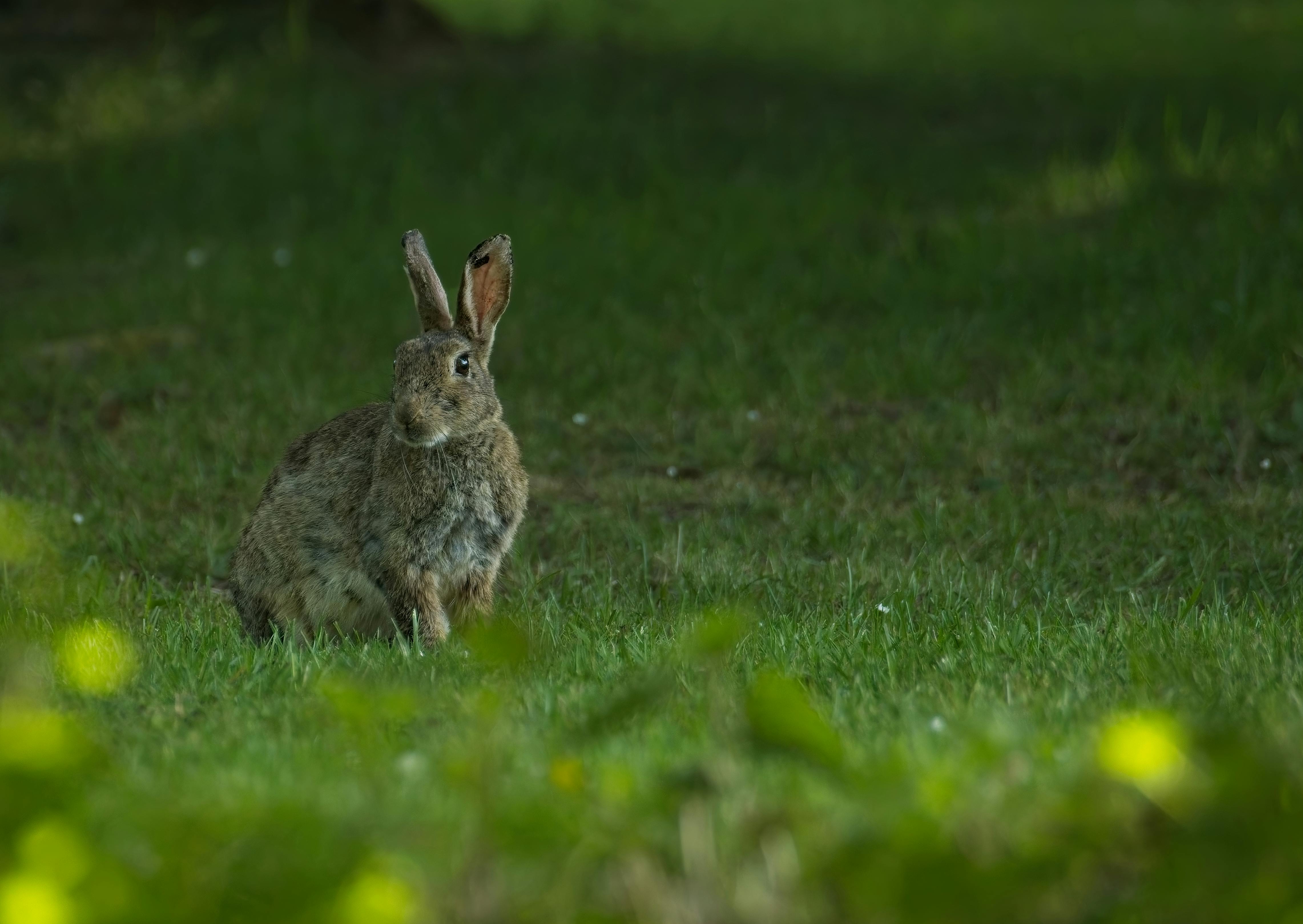 2.000+ Hase Bilder und Fotos · Kostenlos Downloaden · Pexels Stock-Fotos