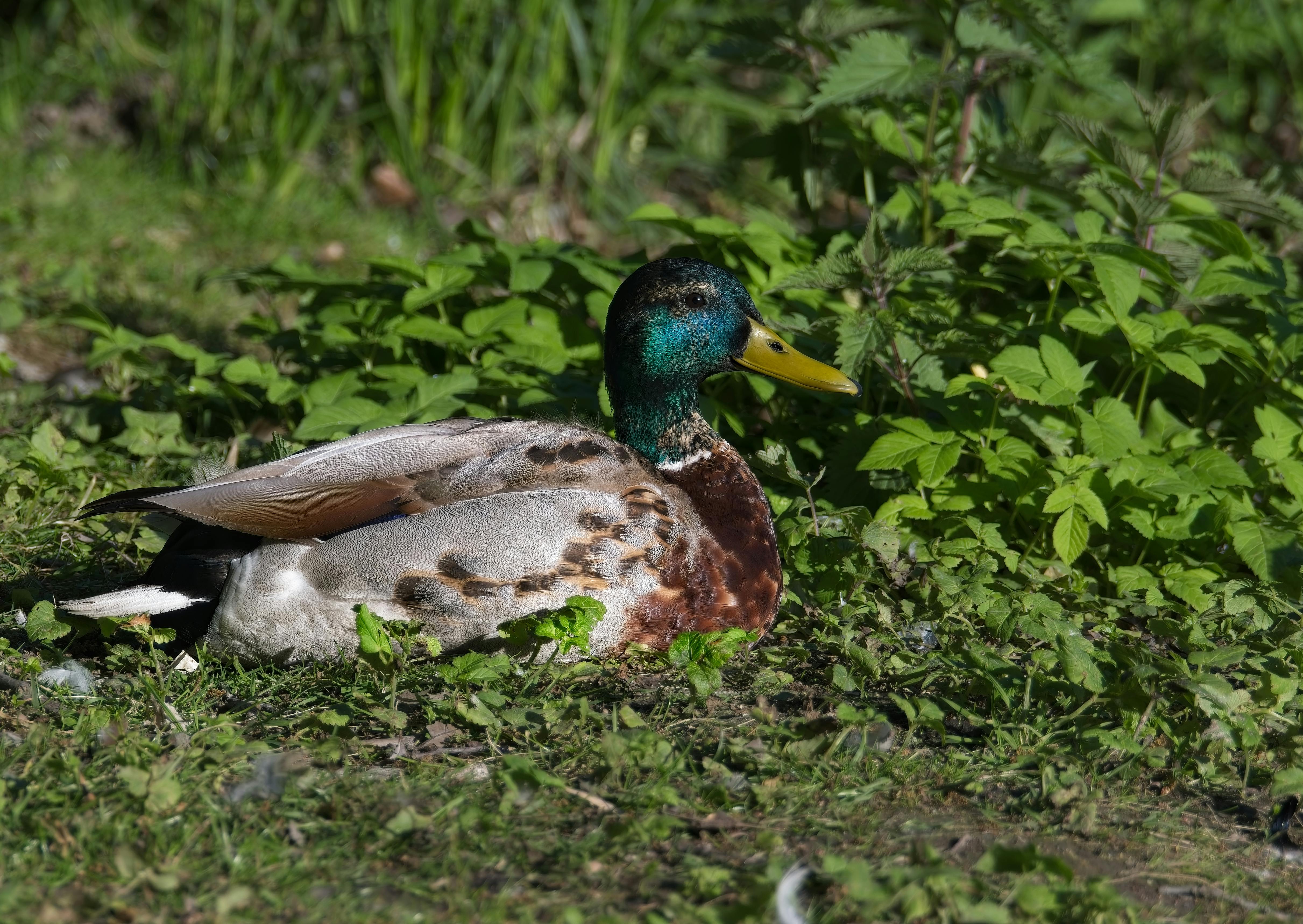 Drake+Pfp Photos, Download The BEST Free Drake+Pfp Stock Photos & HD Images