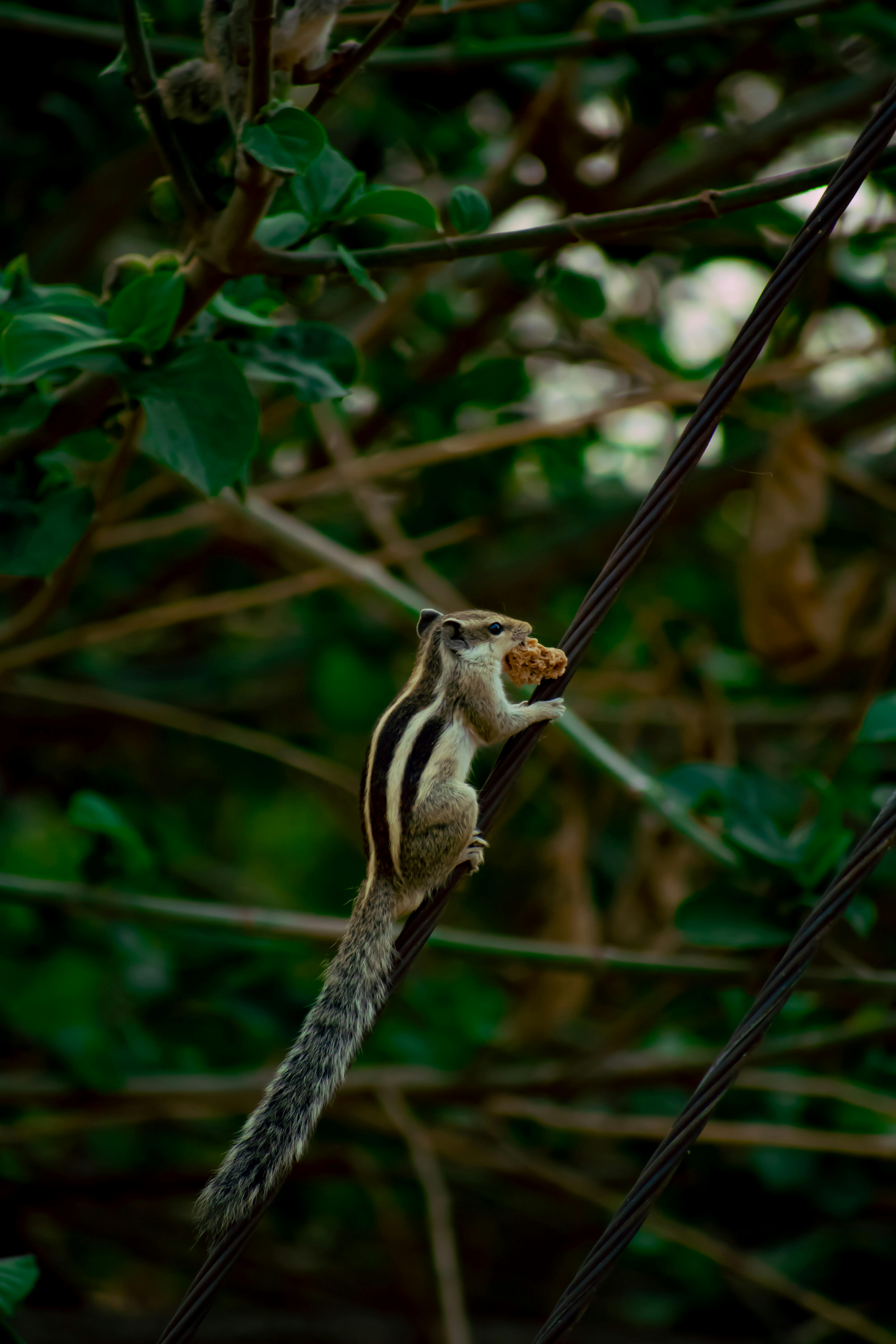 Chipmunk Eating on Wire in Lush Greenery · Free Stock Photo