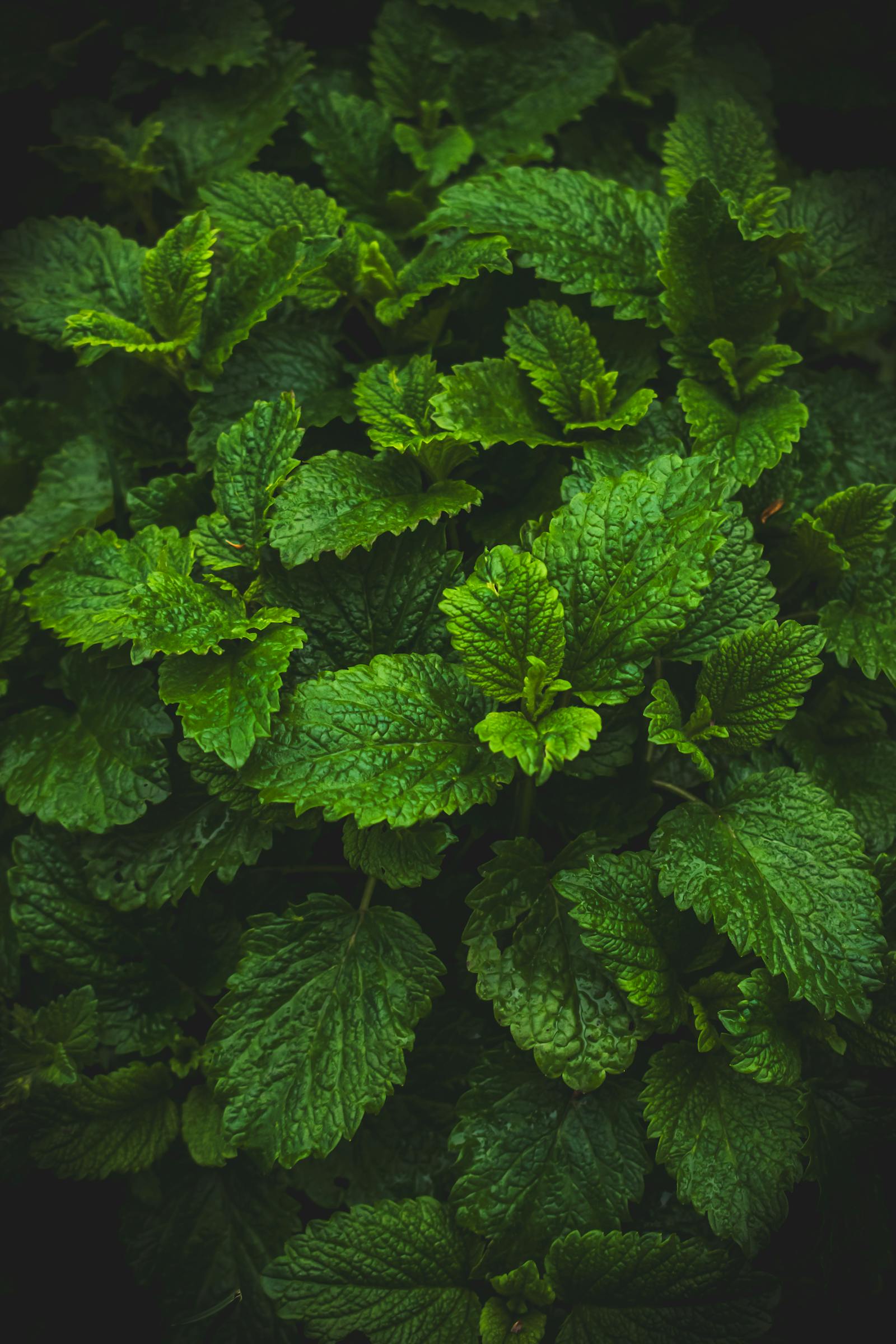 "Mint Leaves" Photos, Download The BEST Free "Mint Leaves" Stock Photos ...