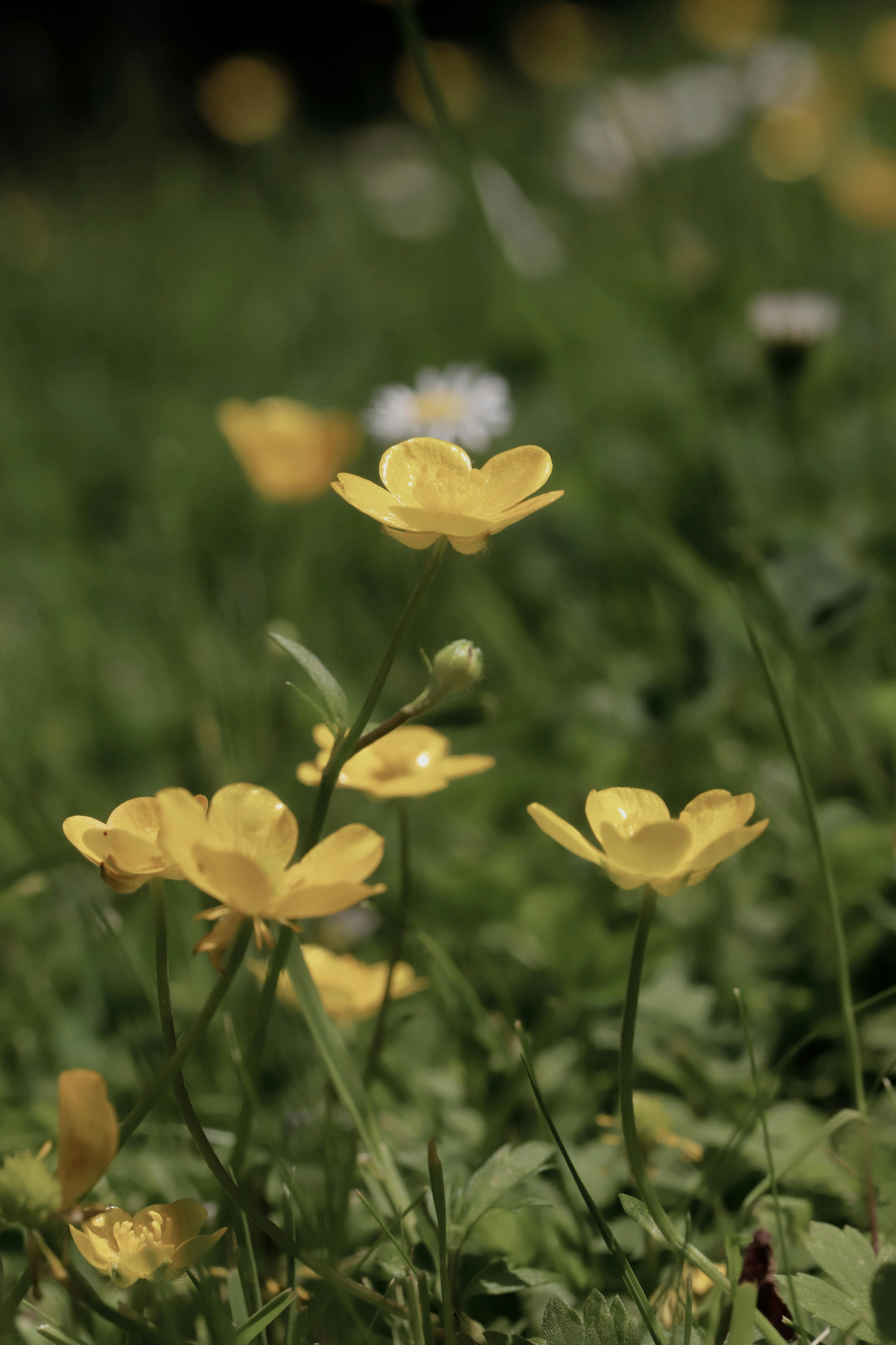 Yellow Buttercups Blooming in Spring Meadow · Free Stock Photo