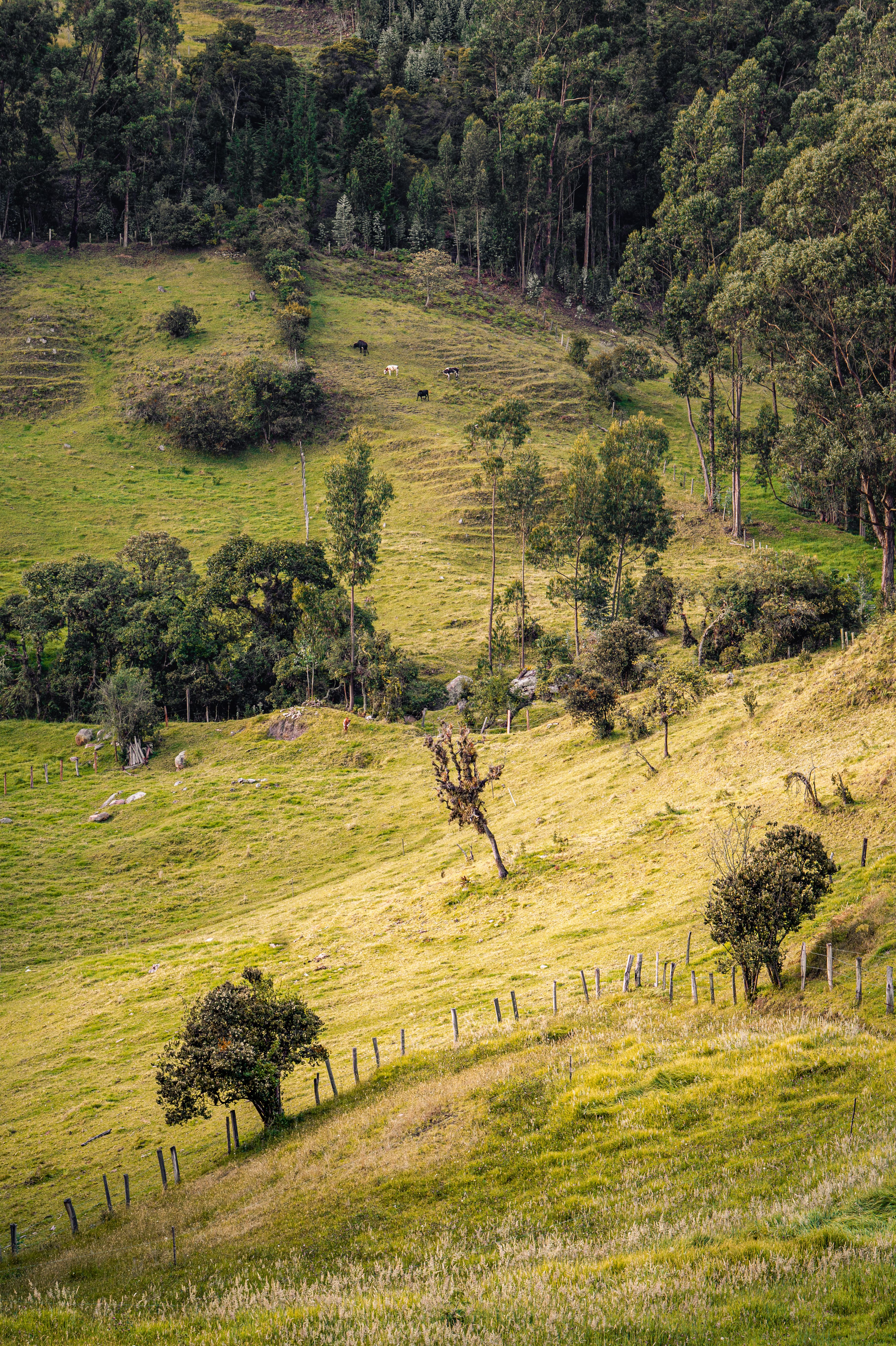 Rolling Hills of Boyacá, Colombia in Summer · Free Stock Photo