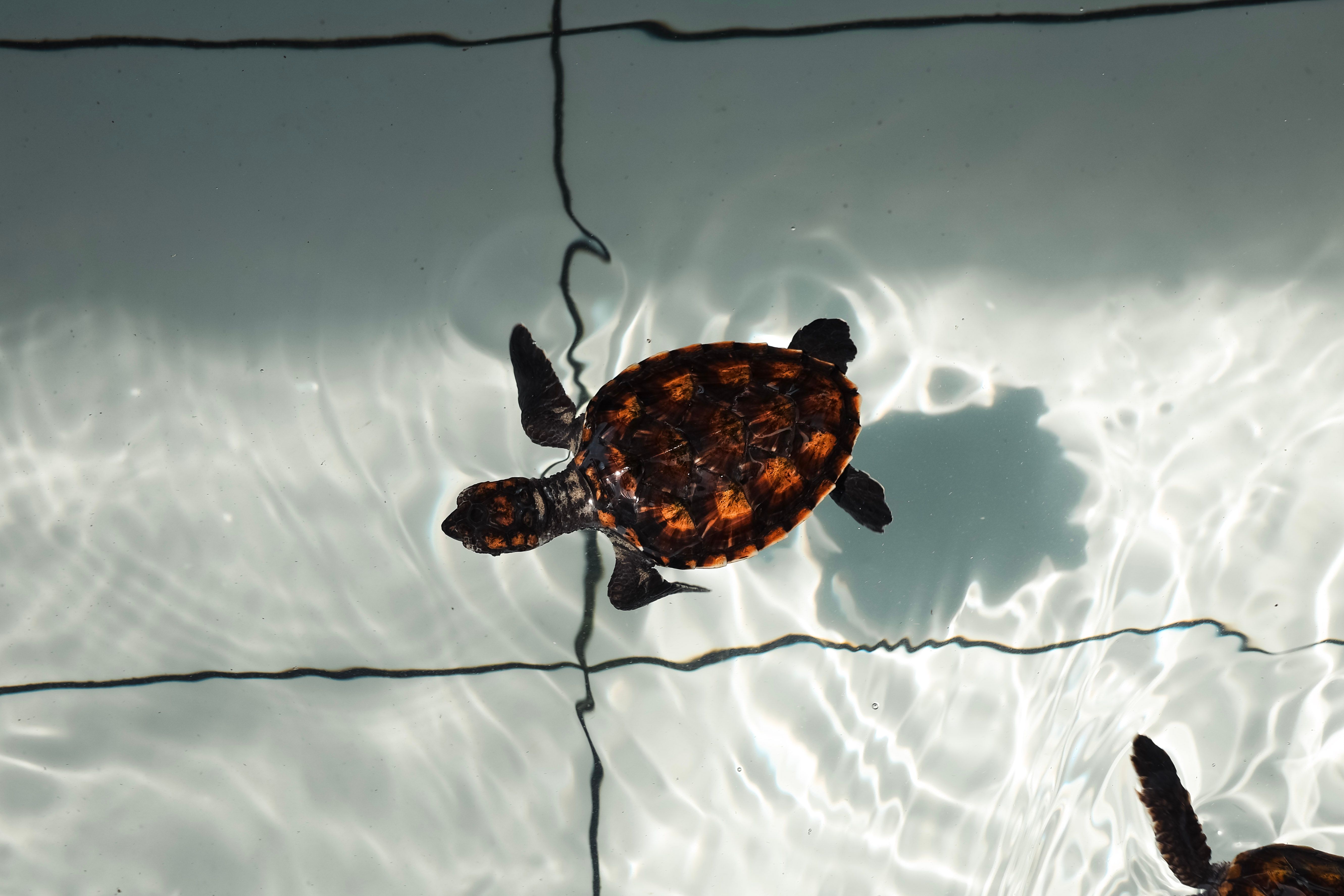 Baby Snapping Turtle Habitat: Simple Care Guide