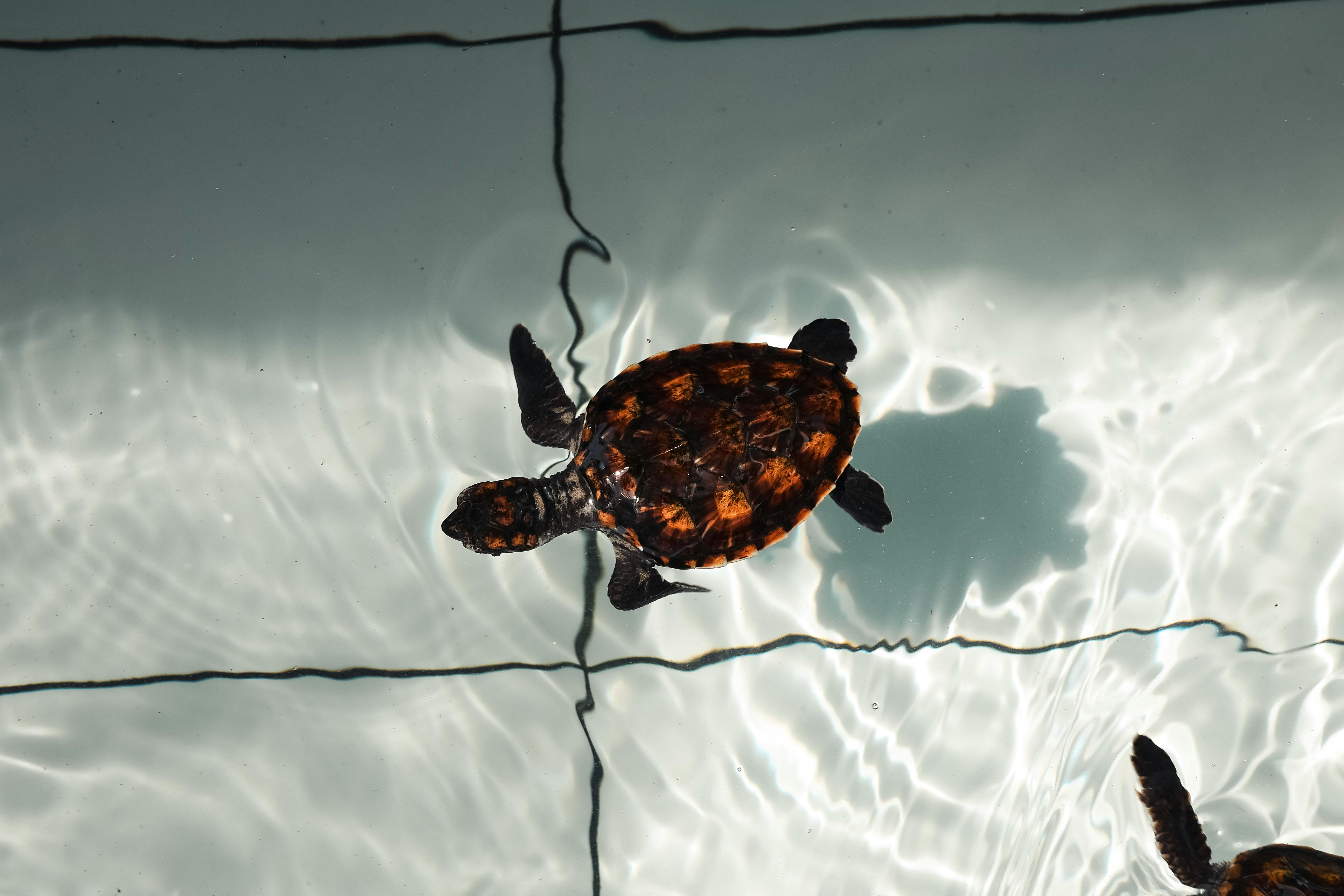 Sea Turtle Spawn Photos, Download The BEST Free Sea Turtle Spawn Stock ...