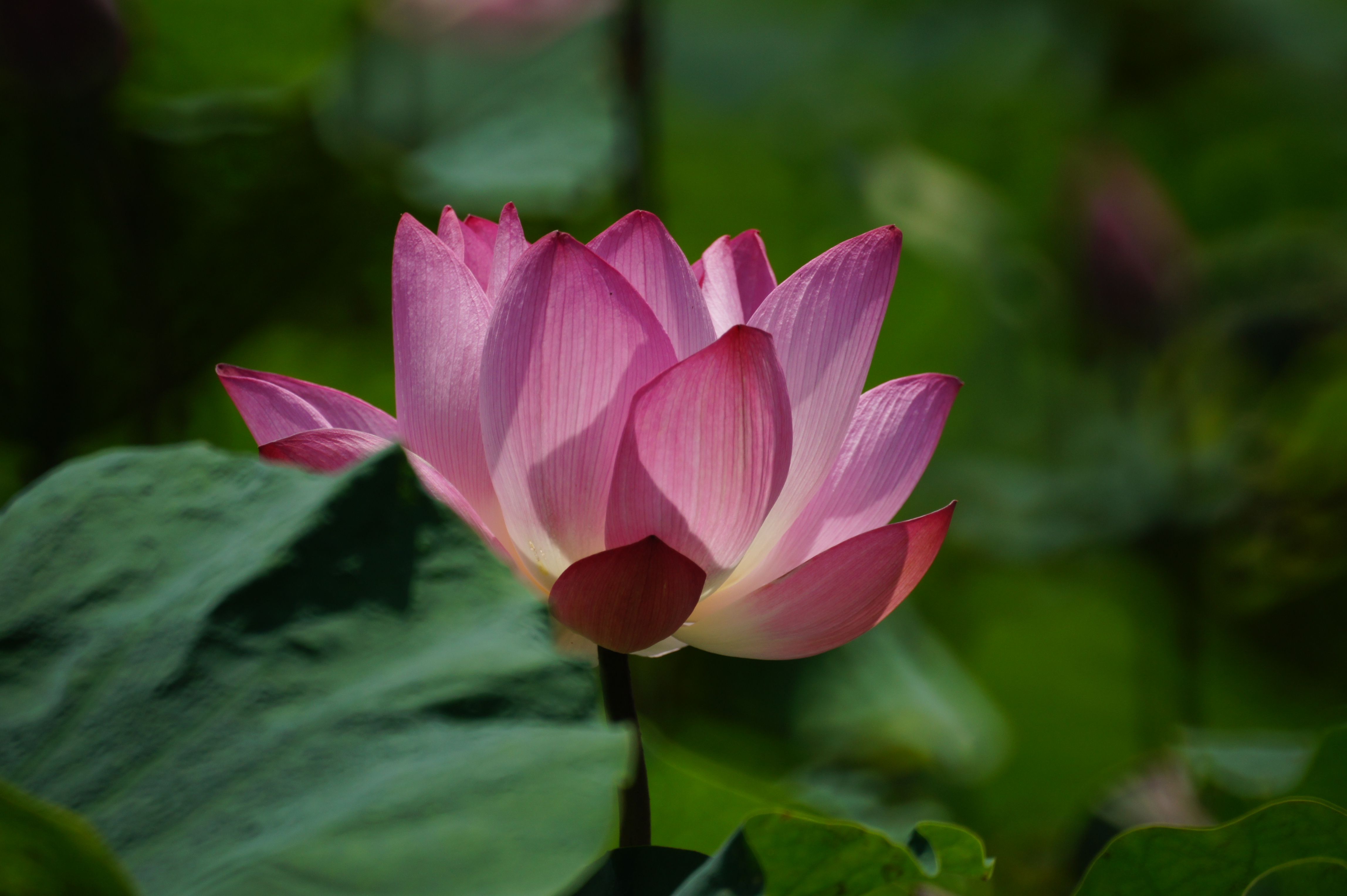 Photography of Lotus Flowers in Bloom · Free Stock Photo