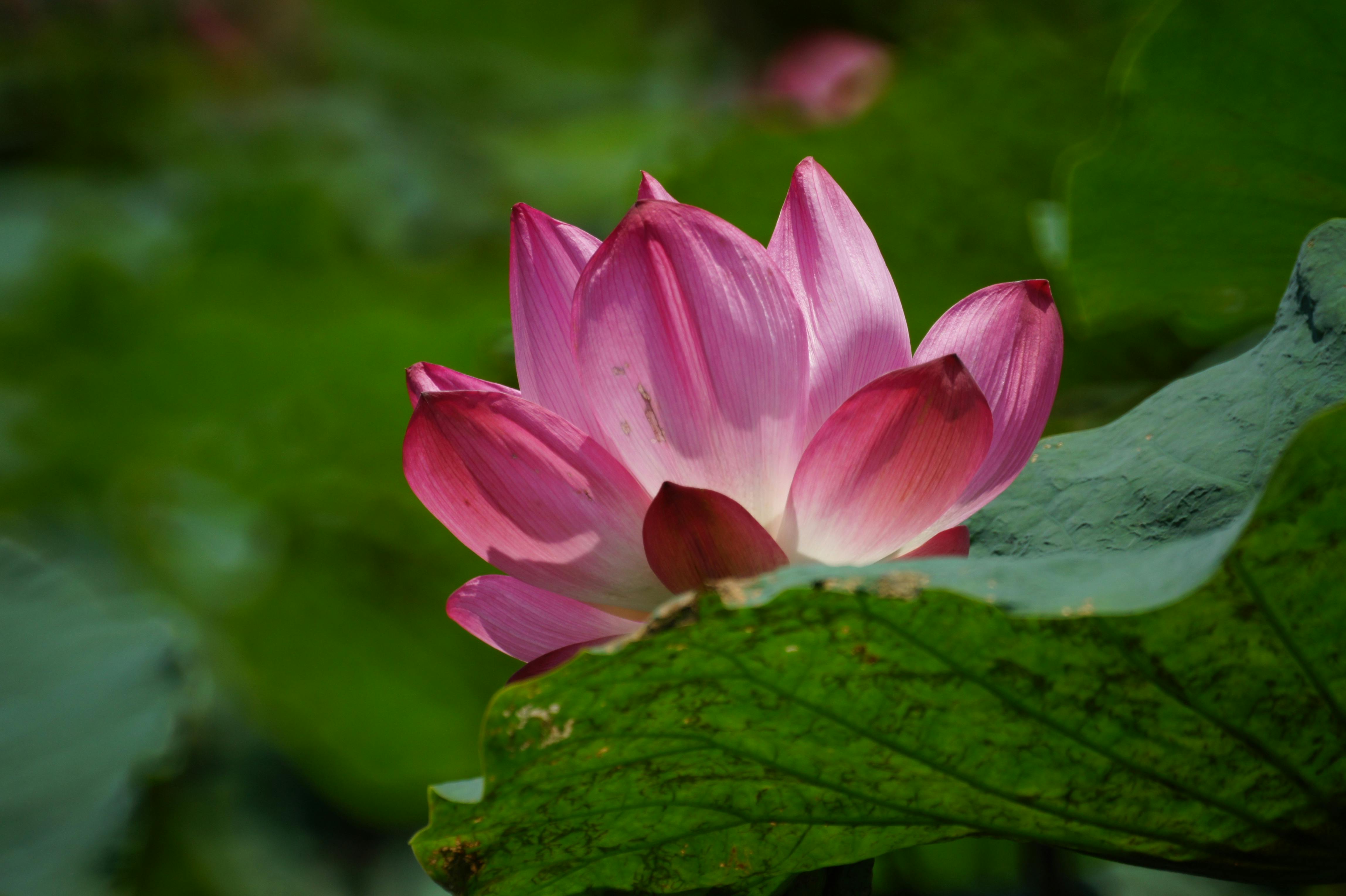 Capal Photo Photos, Download The BEST Free Capal Photo Stock Photos ...