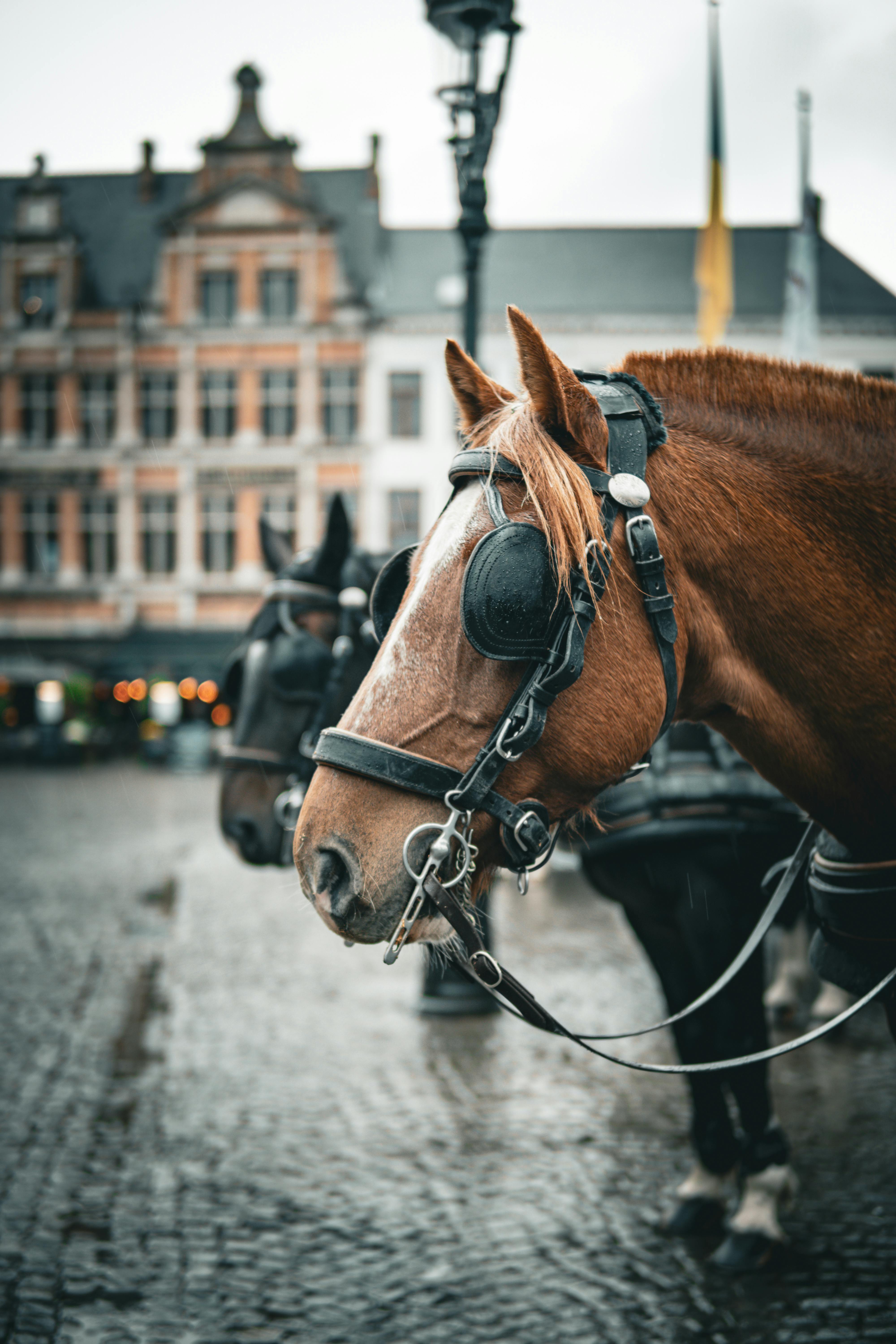 Pinky Blinders Photos, Download The BEST Free Pinky Blinders Stock ...