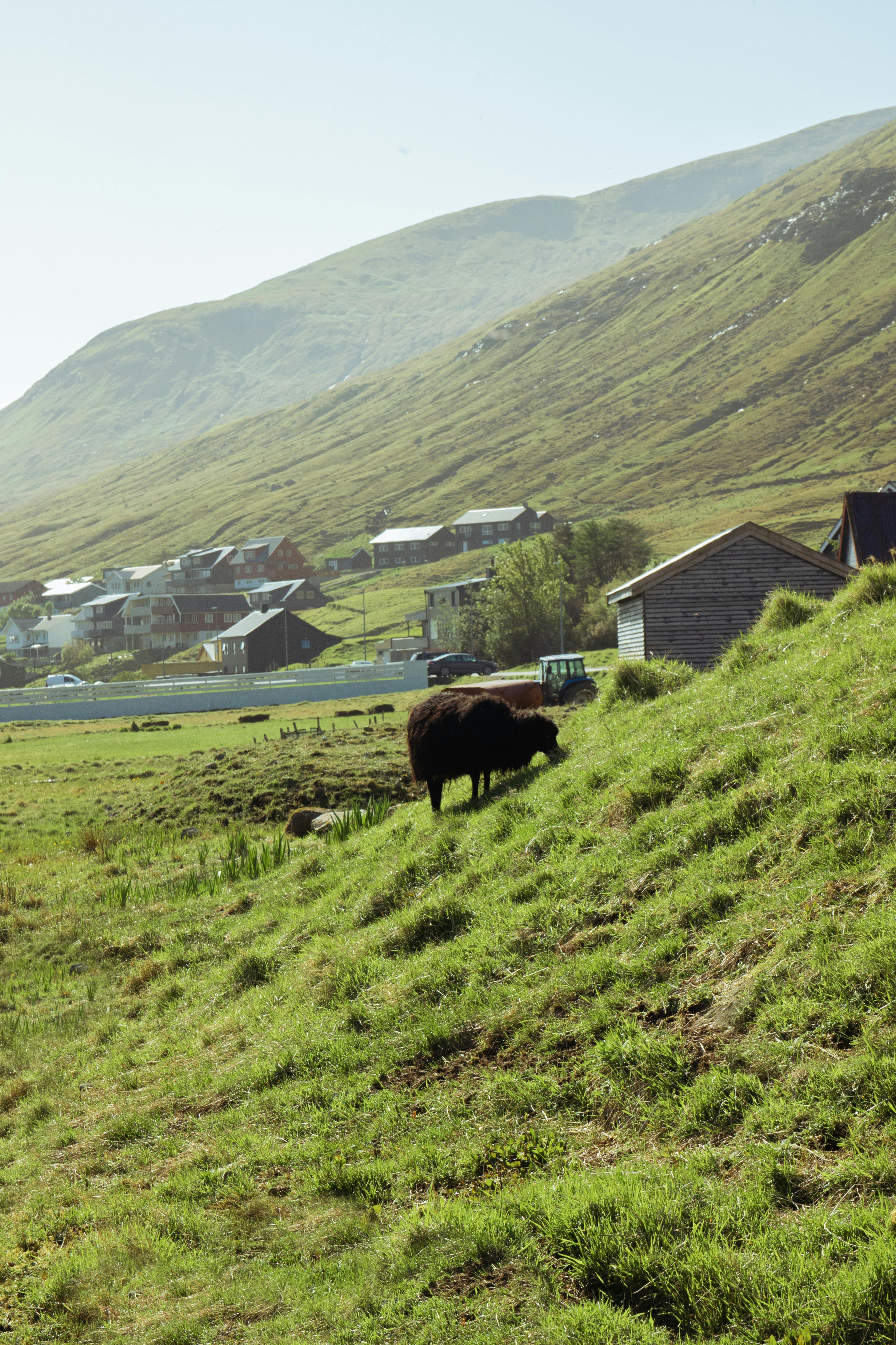 Idyllic Rural Landscape with Grazing Sheep · Free Stock Photo