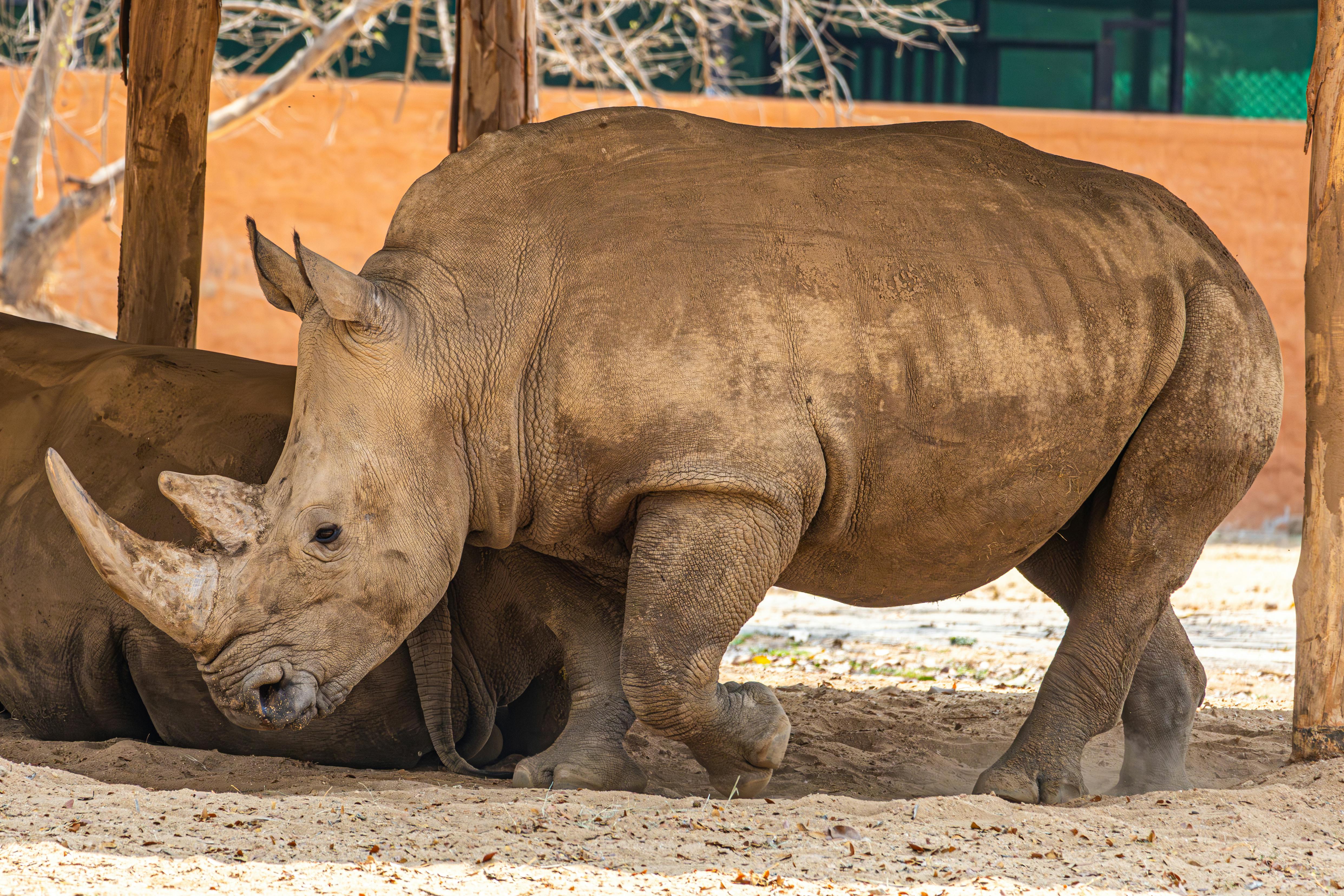 Single Rhino Photos, Download The BEST Free Single Rhino Stock Photos ...