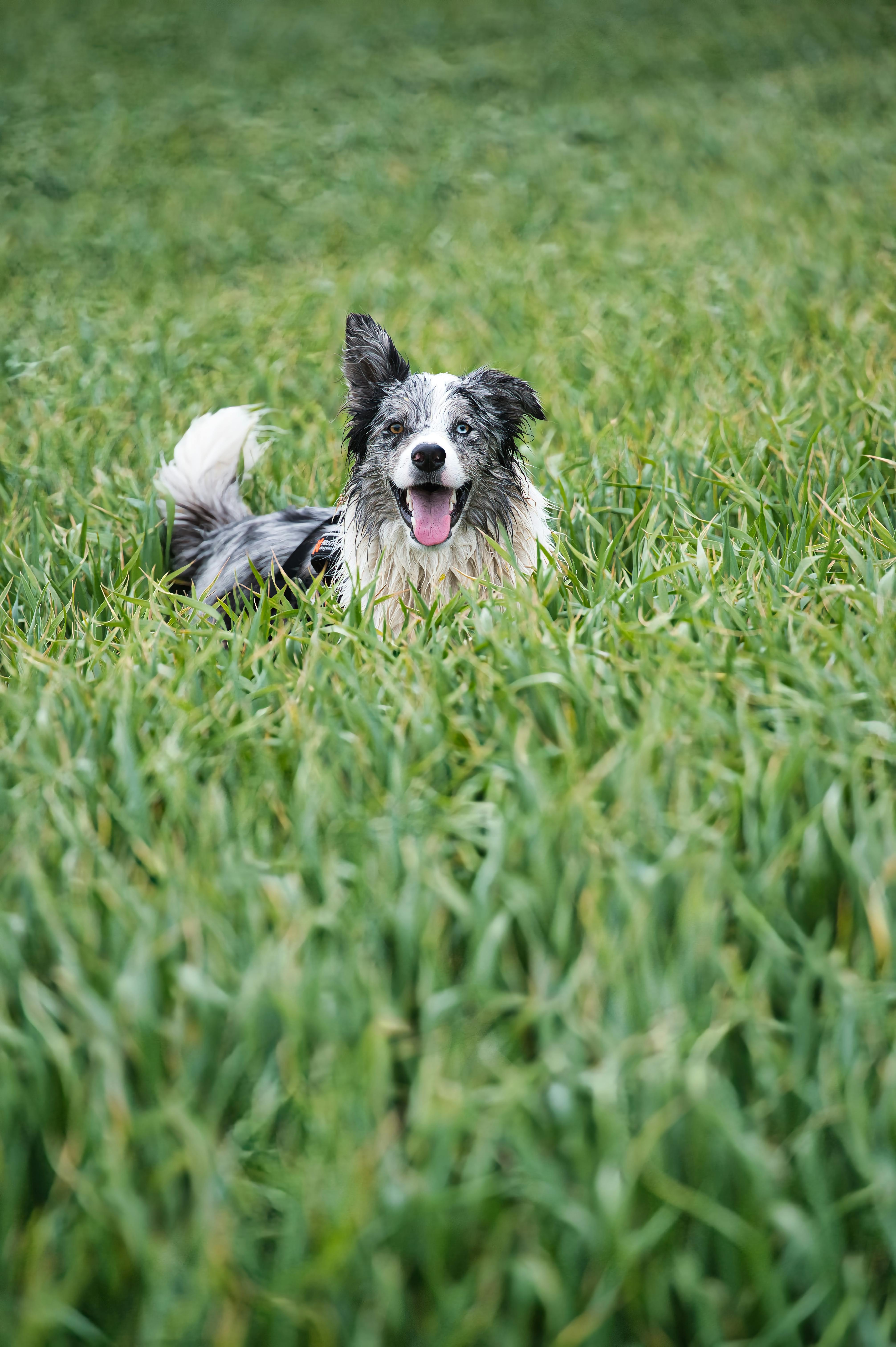 Dogs At Park Photos, Download The BEST Free Dogs At Park Stock Photos ...