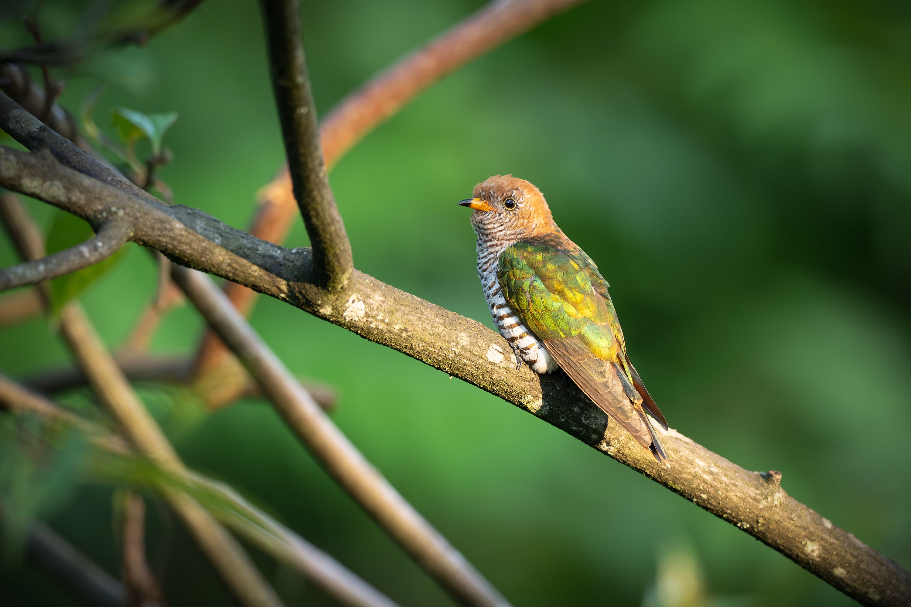 Colorful Cuckoo Bird Perched on Tree Branch · Free Stock Photo