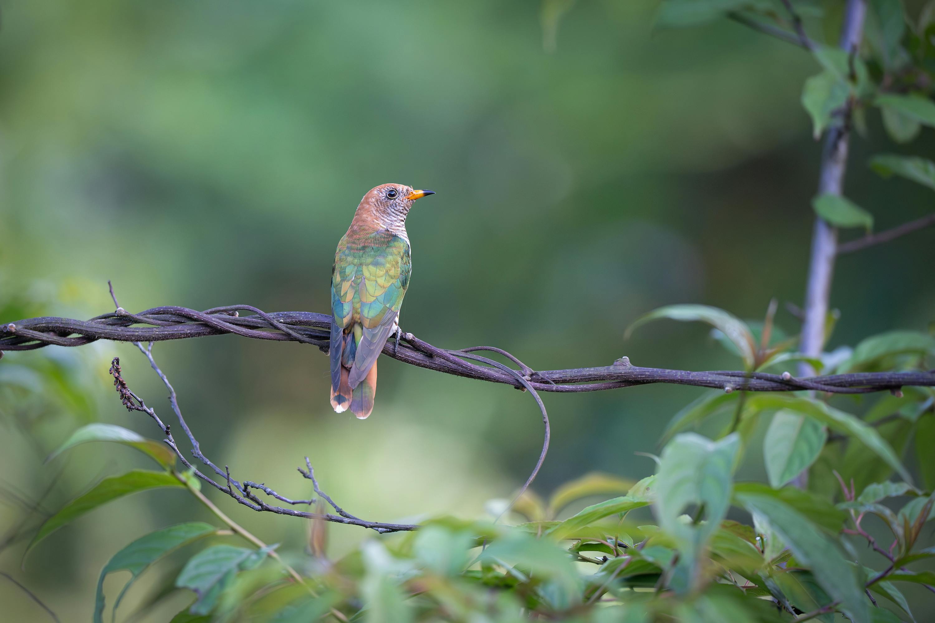 Cuckoo Bird Photos, Download The BEST Free Cuckoo Bird Stock Photos ...