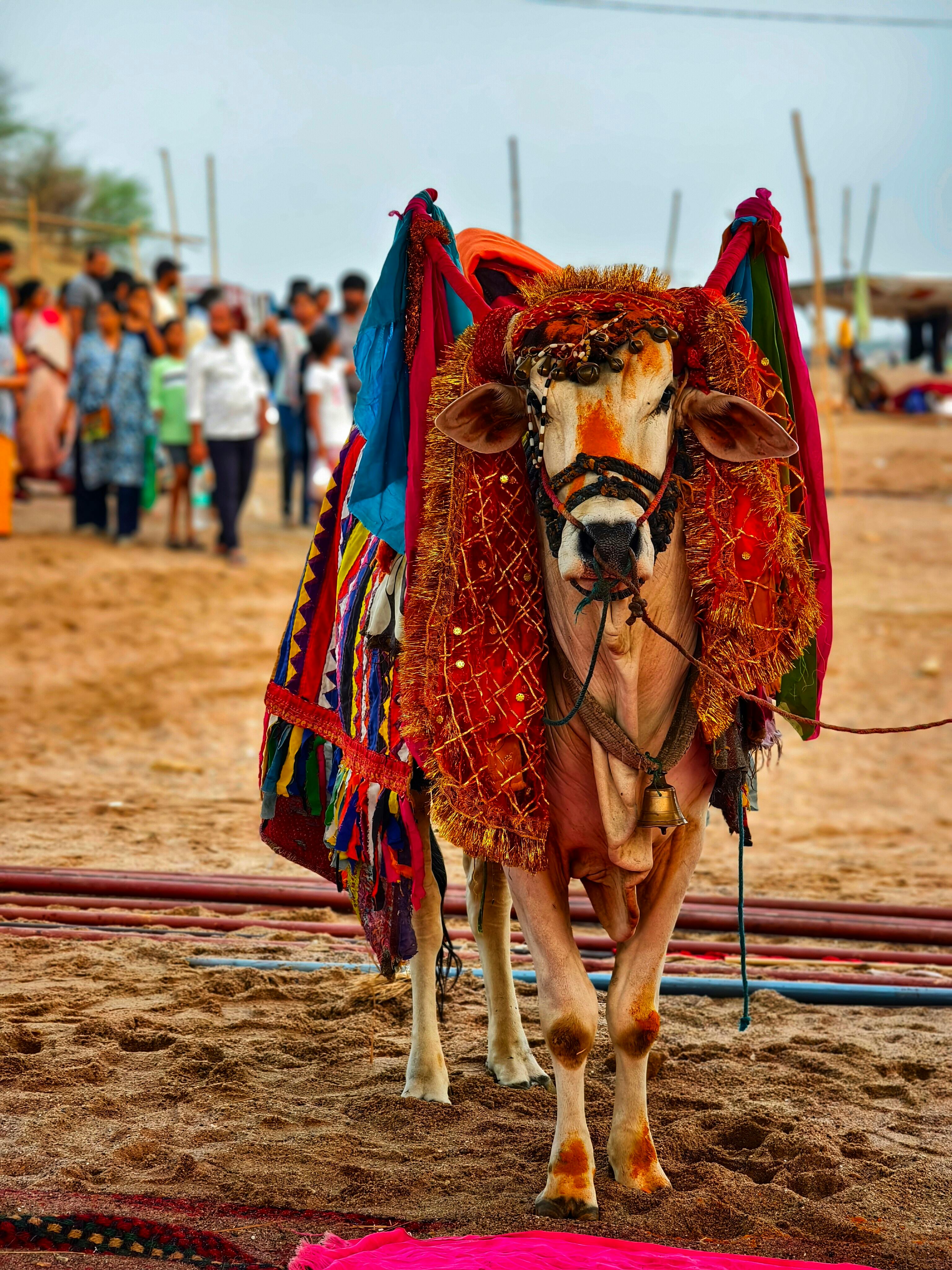 Camel Toe Beach Photos, Download The BEST Free Camel Toe Beach Stock ...