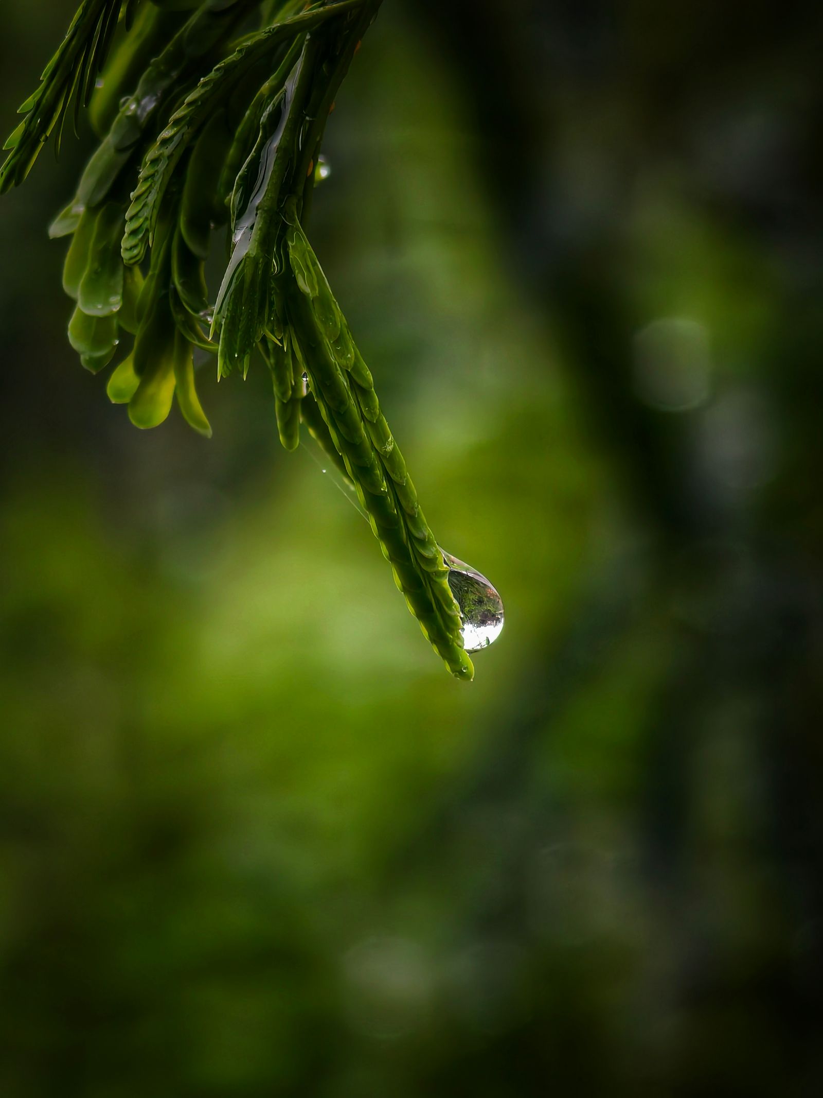 Rain Nature Photos, Download The BEST Free Rain Nature Stock Photos ...