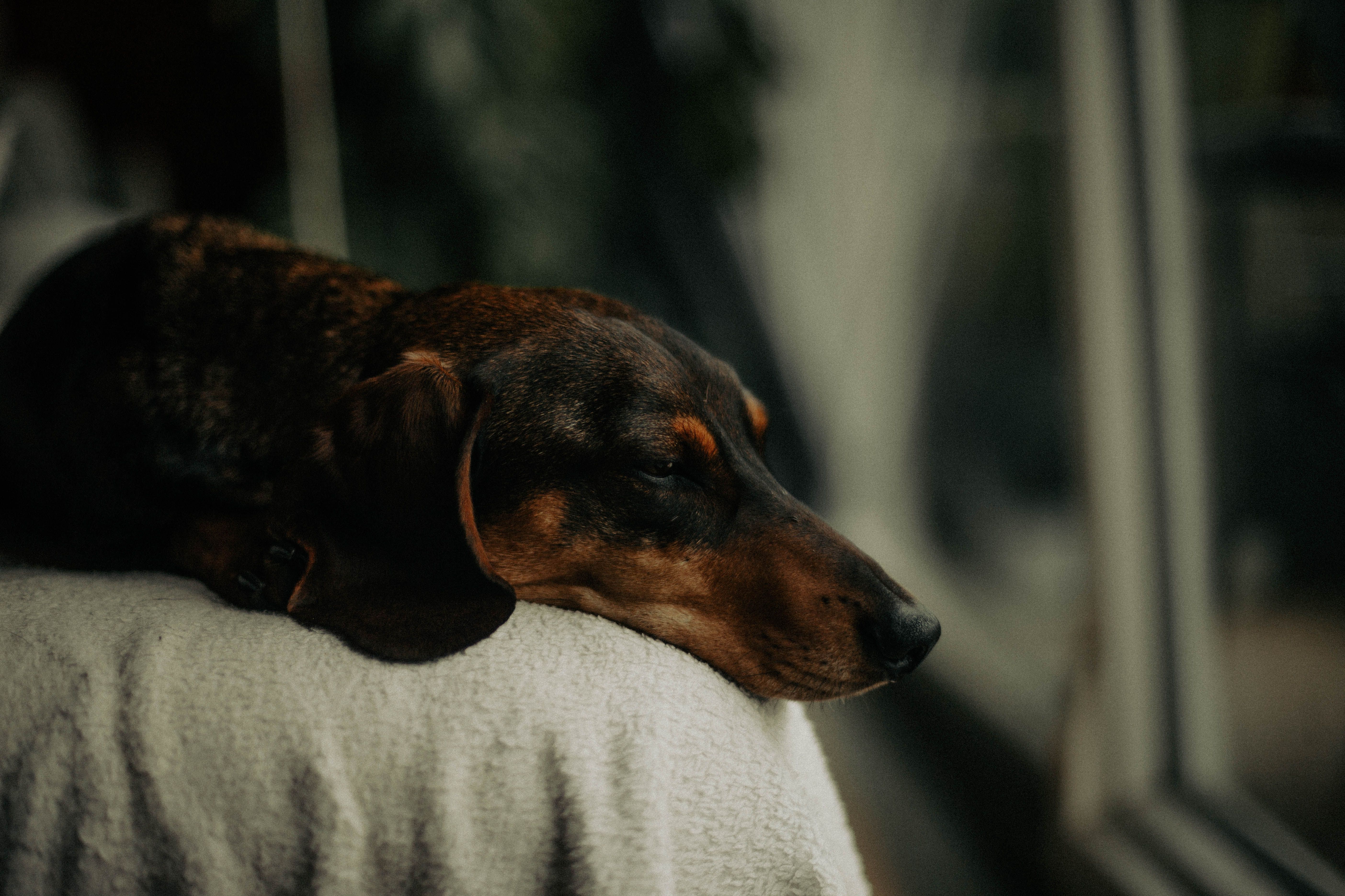 Relaxed Dachshund Lounging by Window · Free Stock Photo