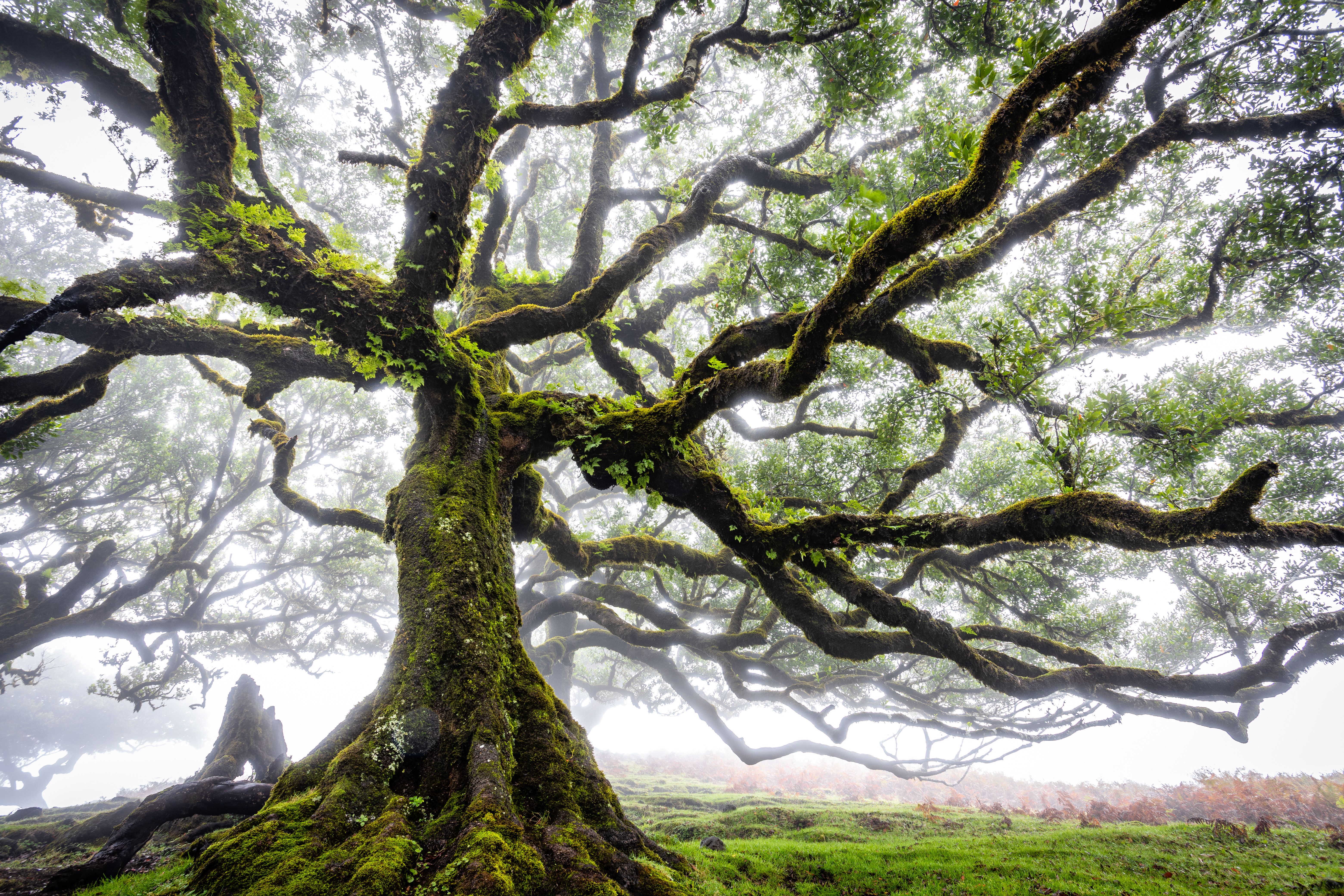 Majestic Ancient Tree in Fanal Forest, Madeira · Free Stock Photo