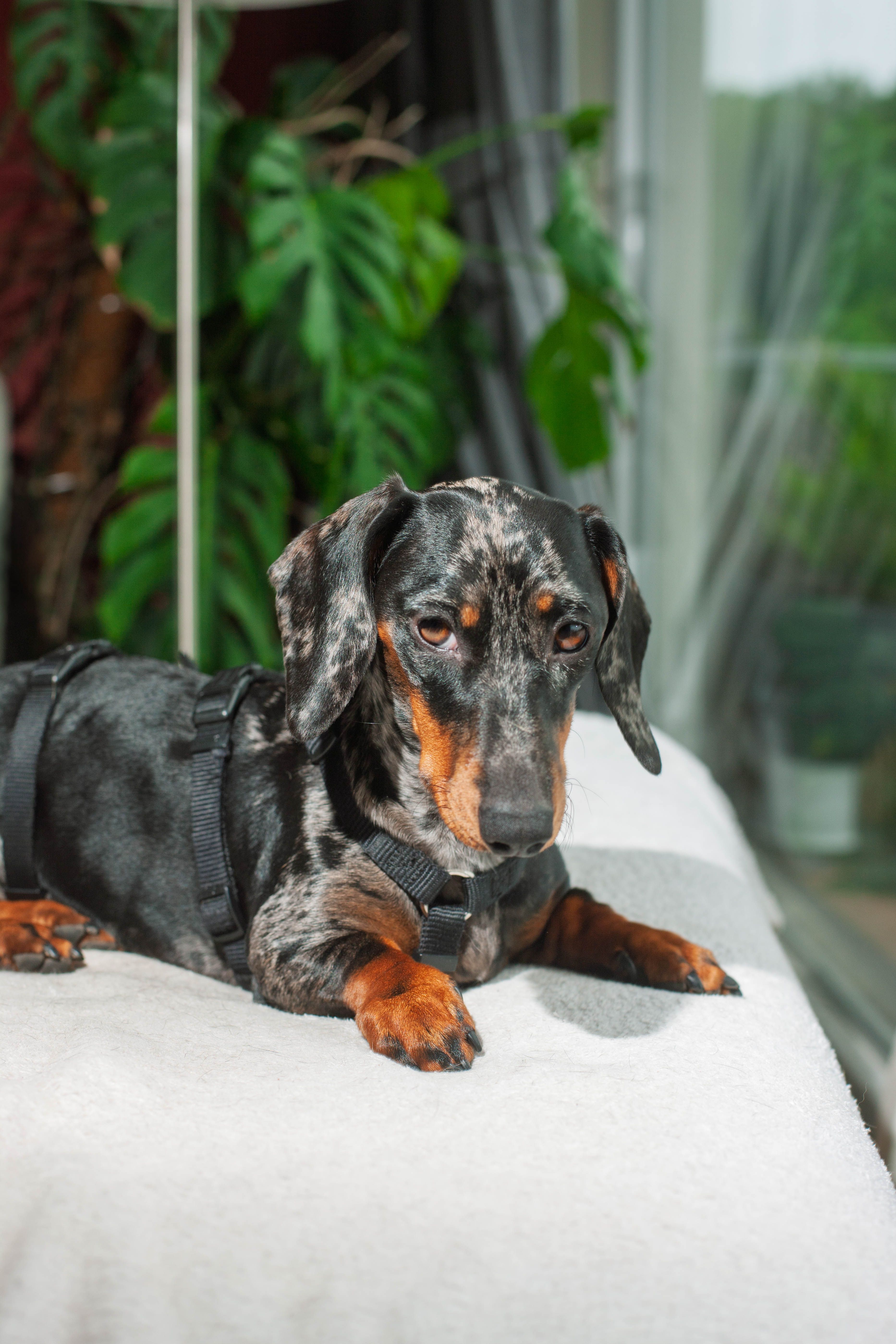 Adorable Dachshund Dog Relaxing Indoors · Free Stock Photo
