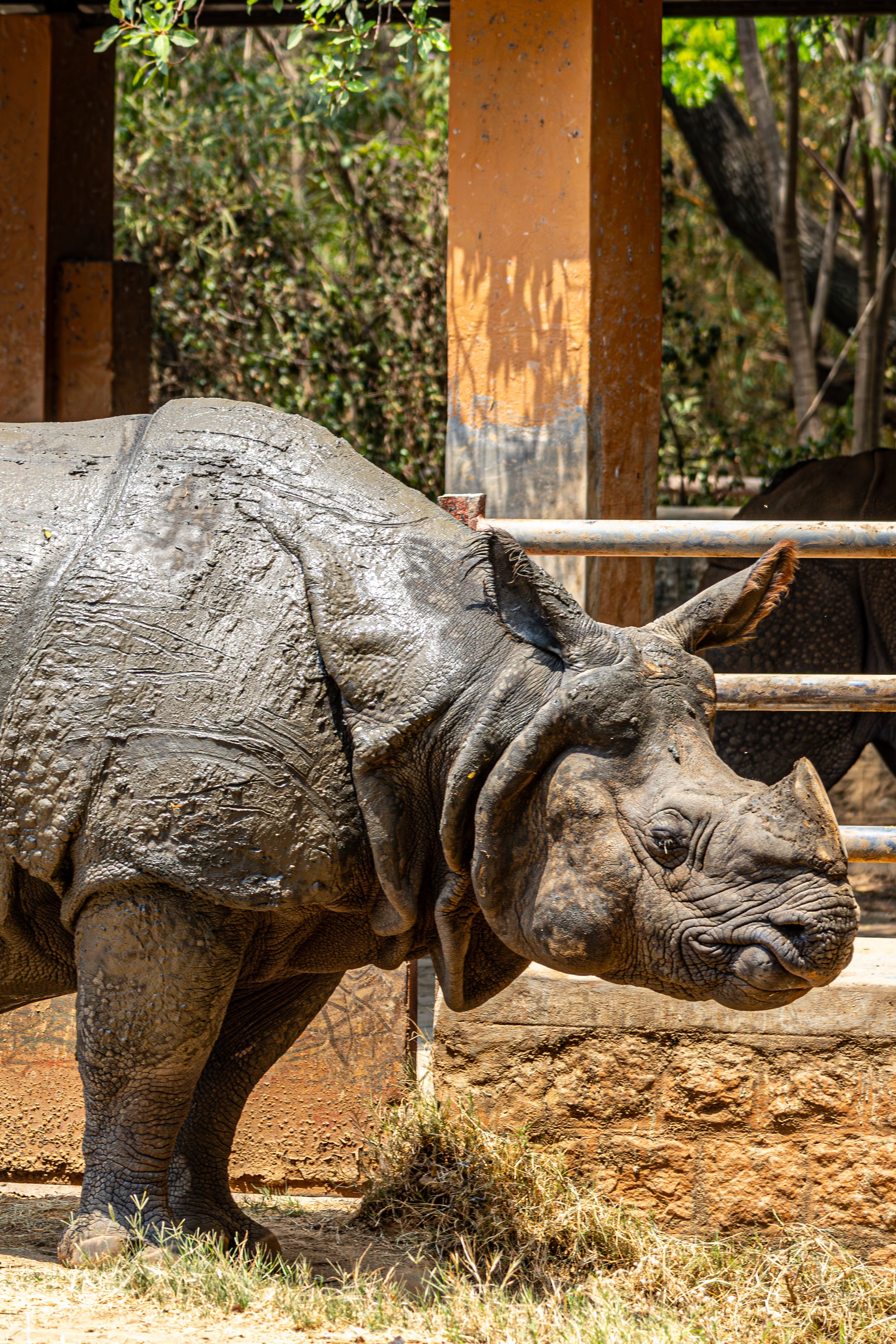Rinoceronte Indiano No Recinto Do Zoológico Em Dia Ensolarado · Foto ...