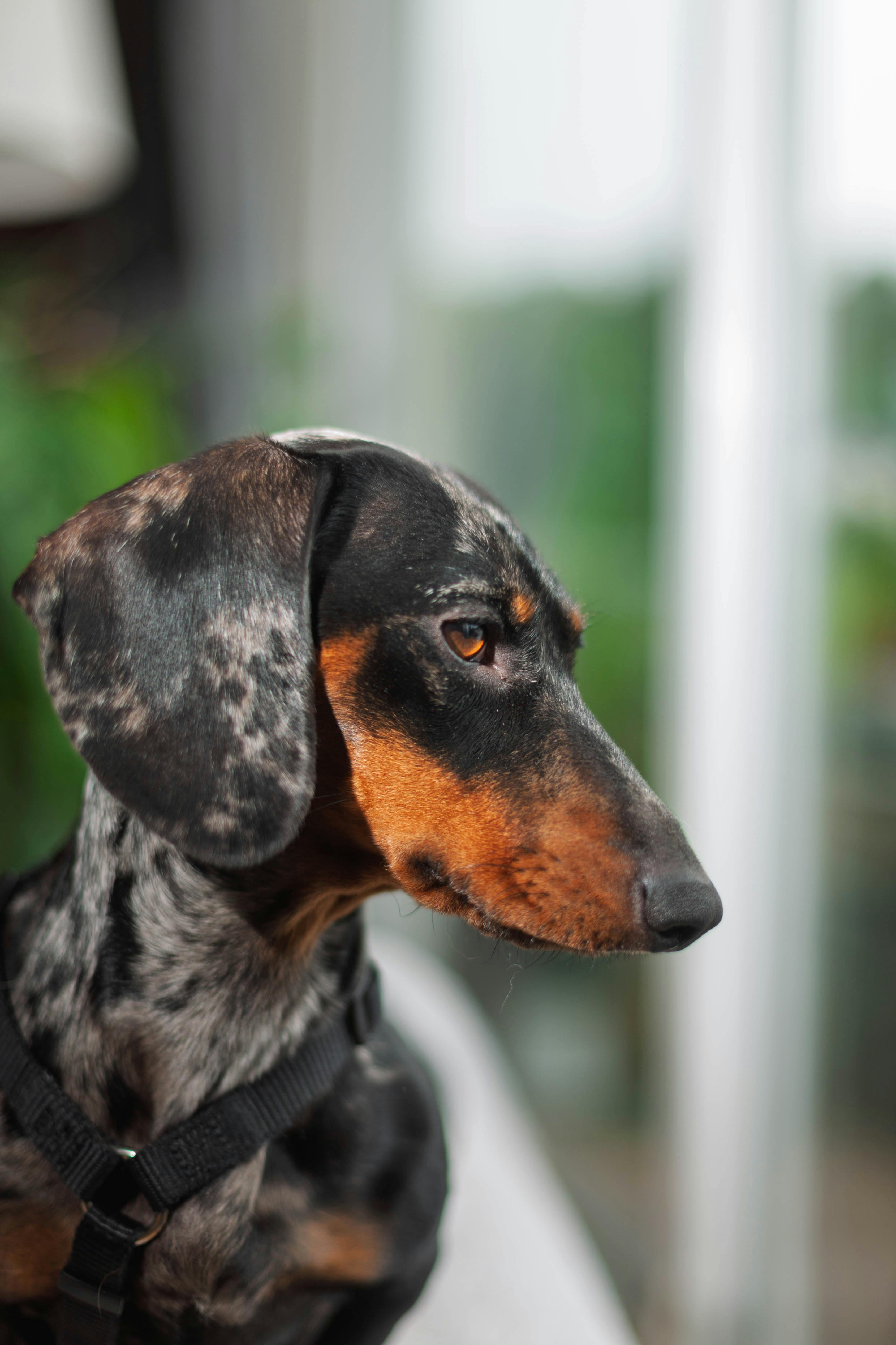 Close-up of a Dachshund with Merle Coat Indoors · Free Stock Photo