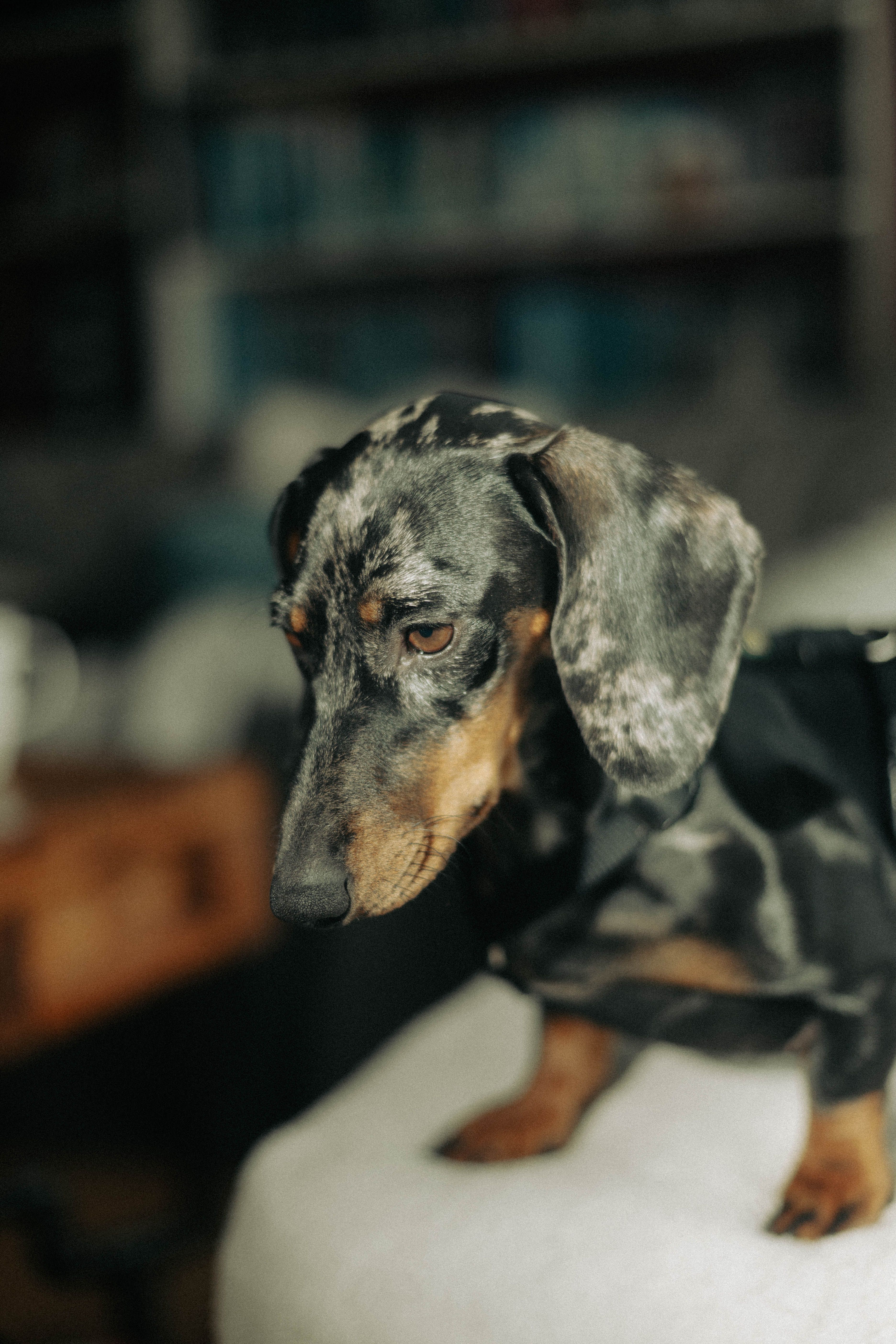 Portrait of a Dapple Dachshund on a Sofa · Free Stock Photo