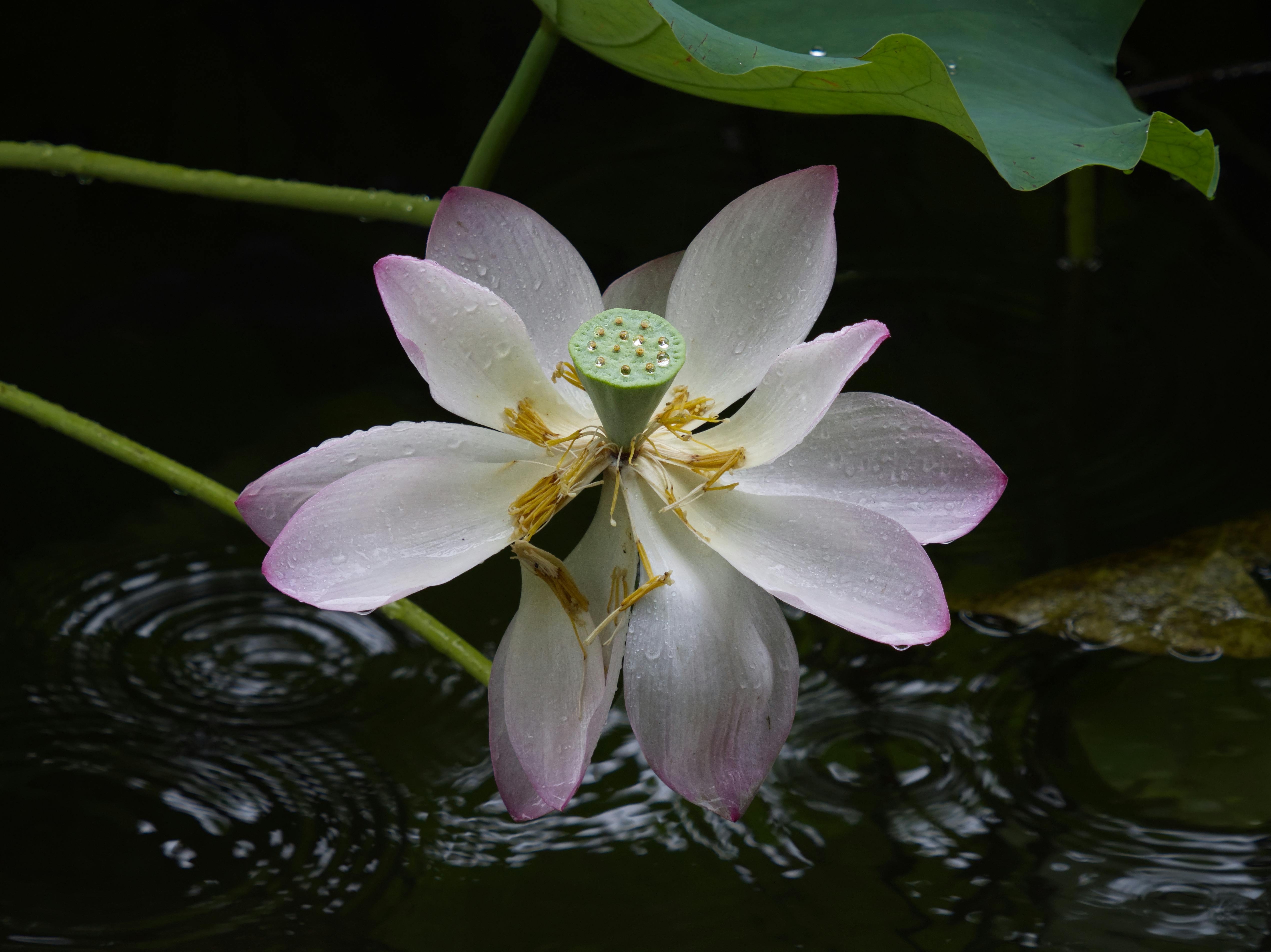 Serene Lotus Flower in Rain with Rippled Water · Free Stock Photo